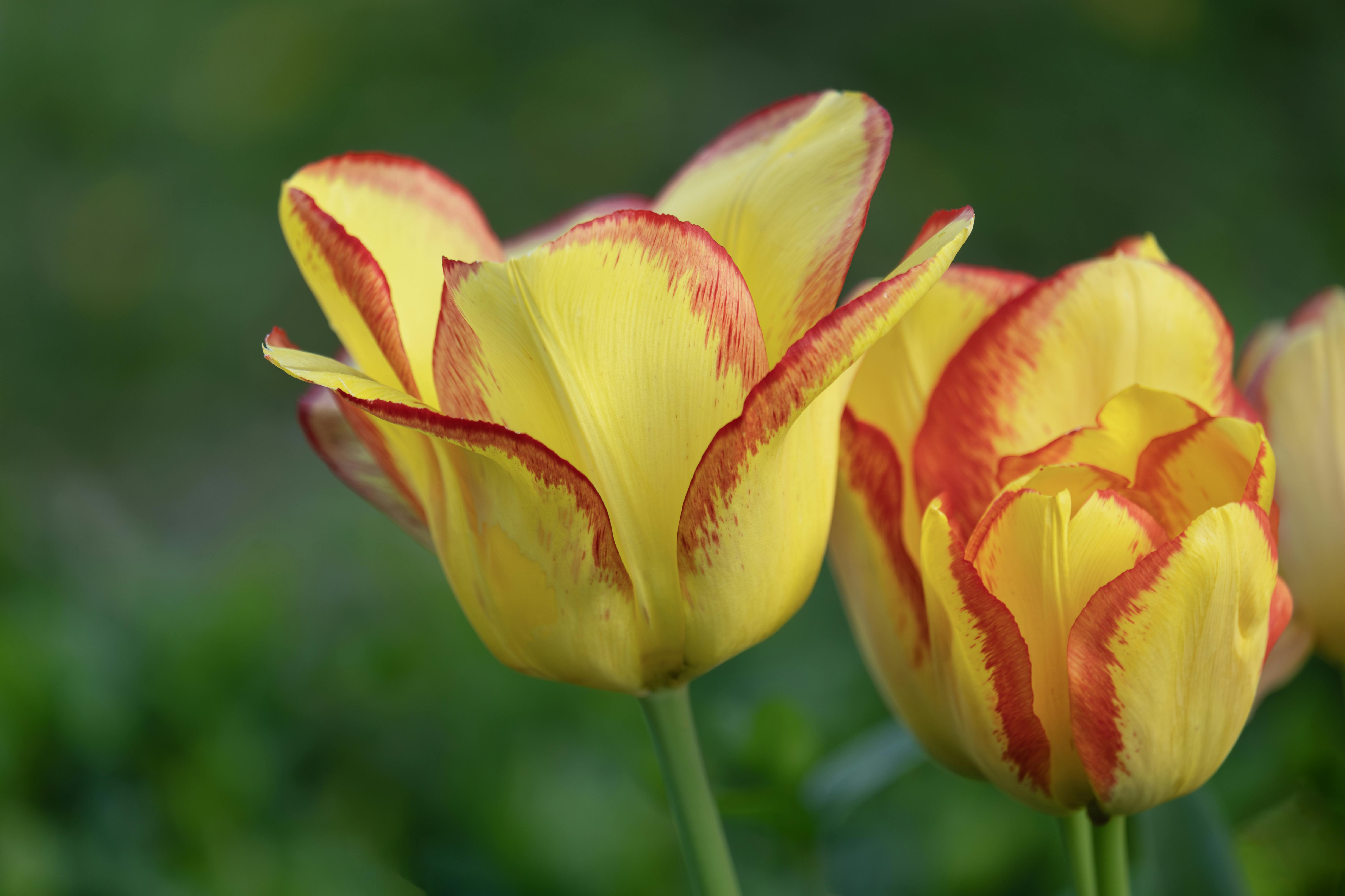 Nahaufnahme von Tulpen · Free Stock Photo