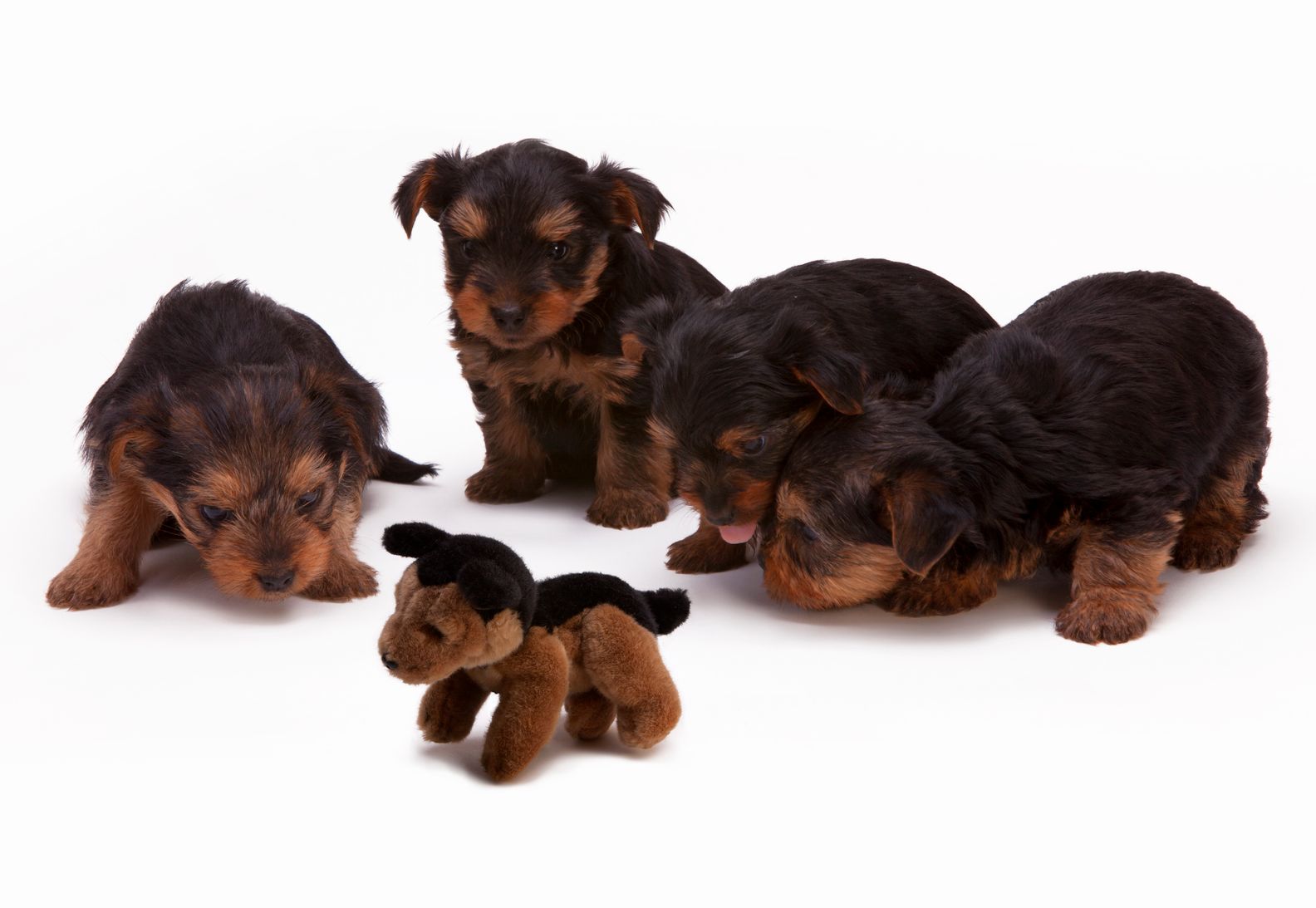 Grown Yorkie Poo: Size, Temperament, and Care Advice