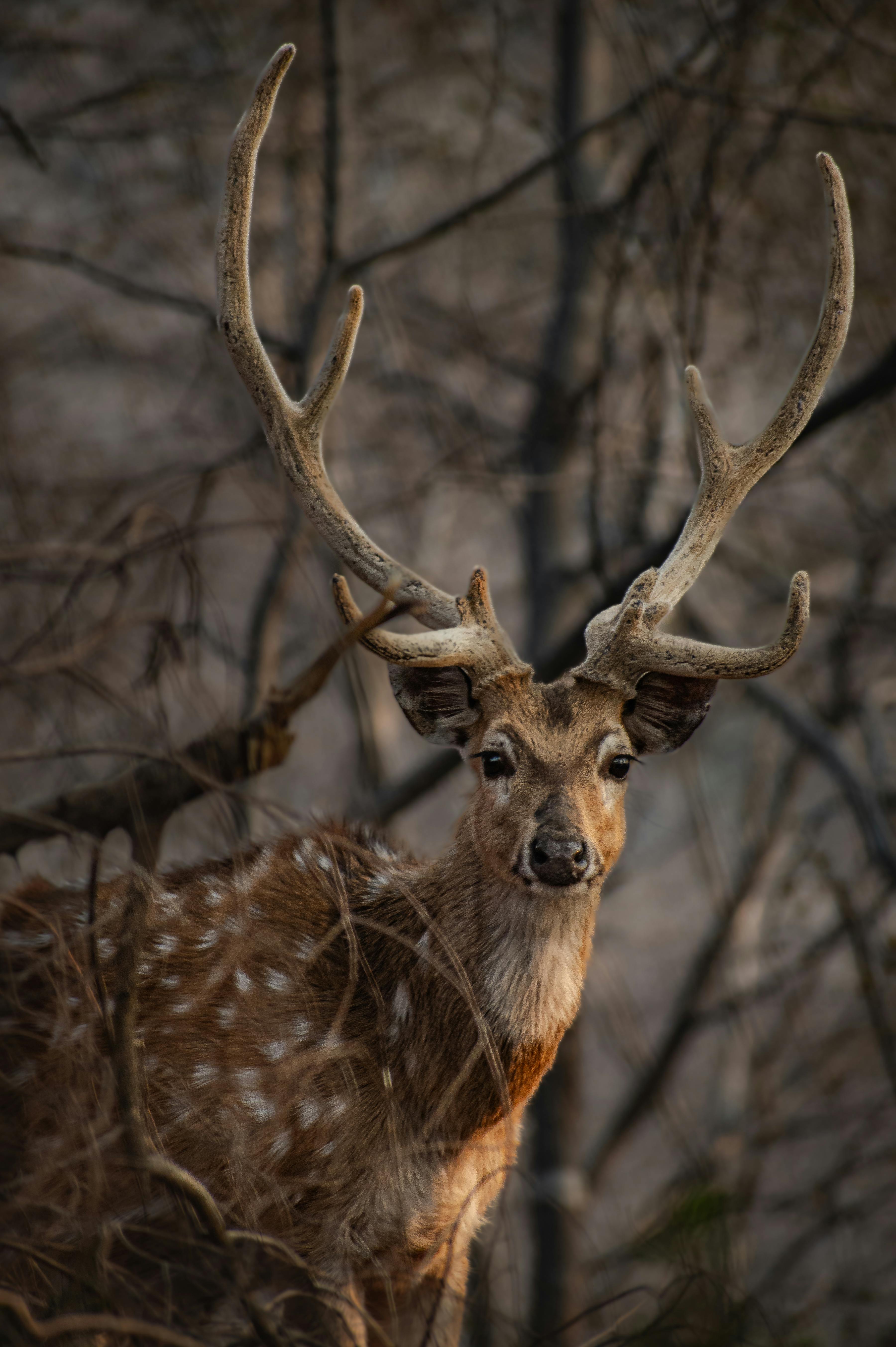Portrait of Buck · Free Stock Photo