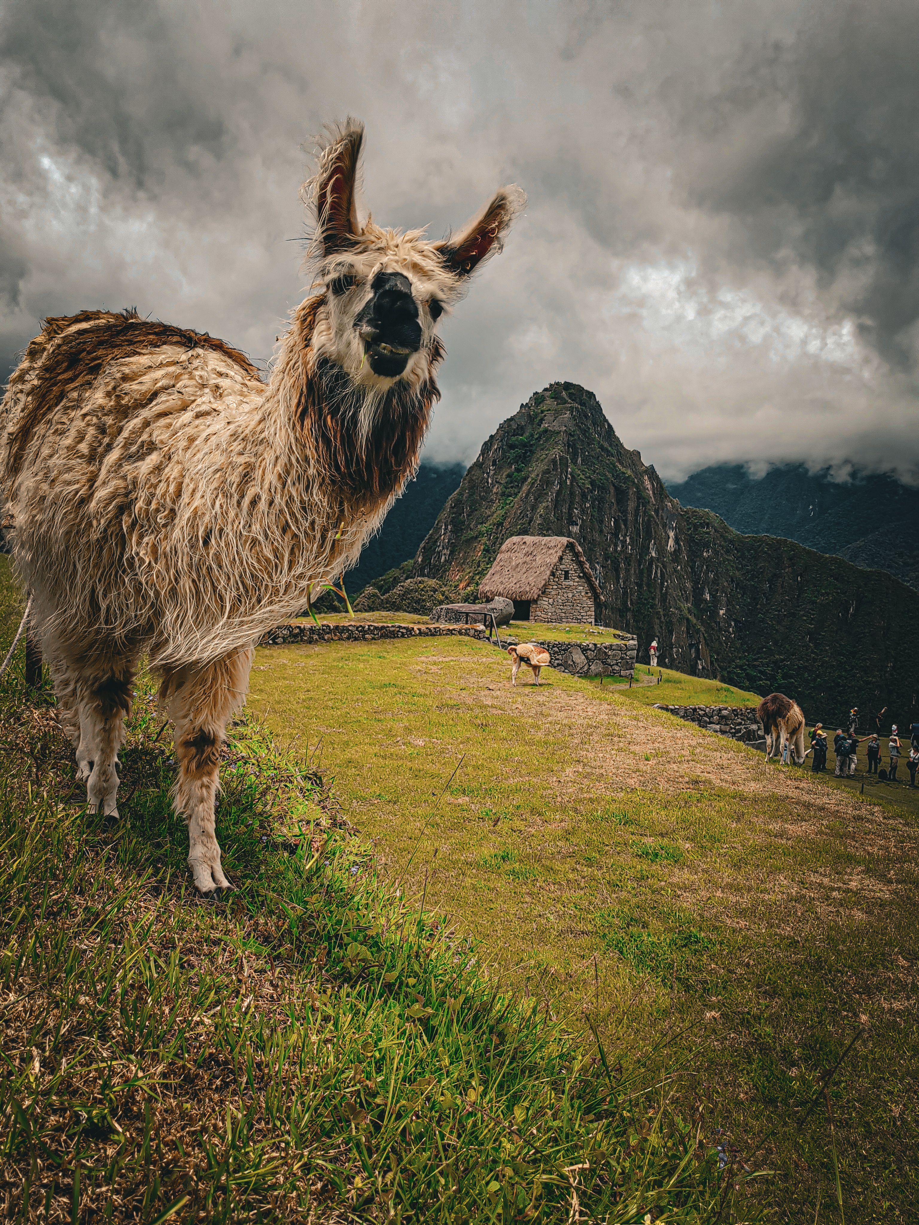 Llama in Andes Mountains · Free Stock Photo