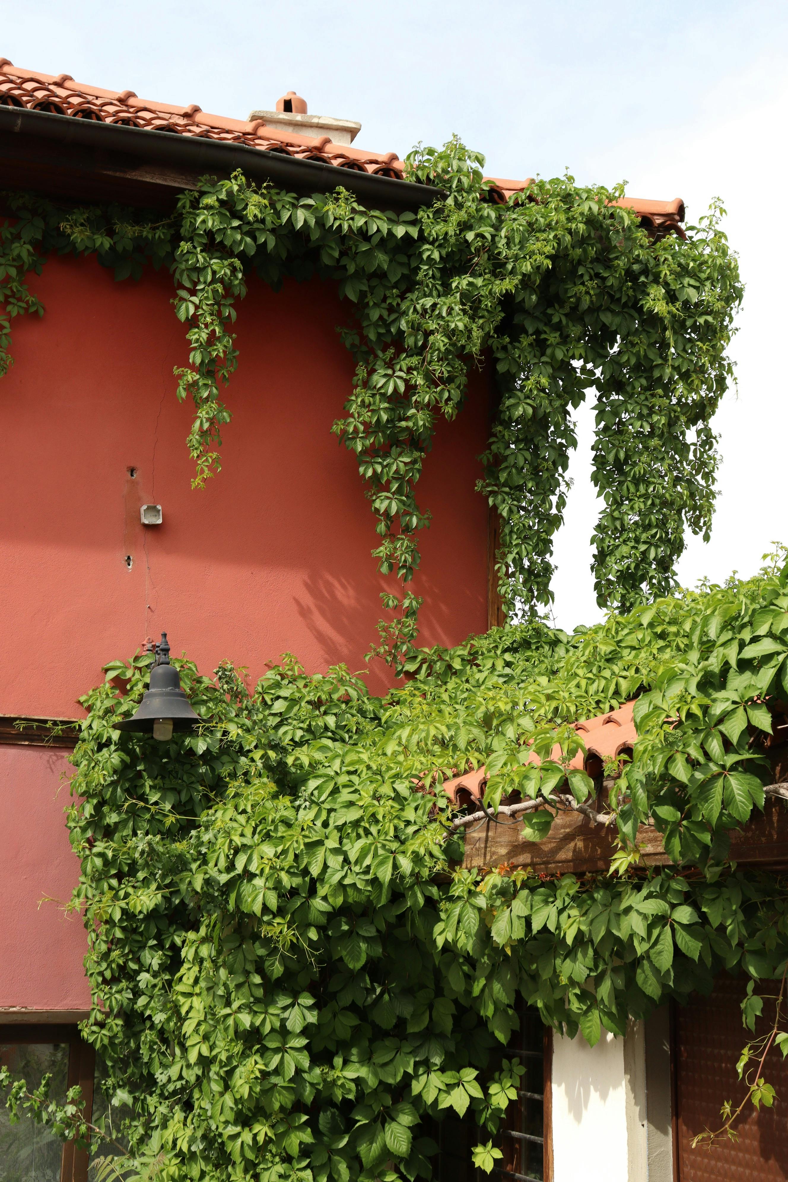 Ivy on House Wall · Free Stock Photo