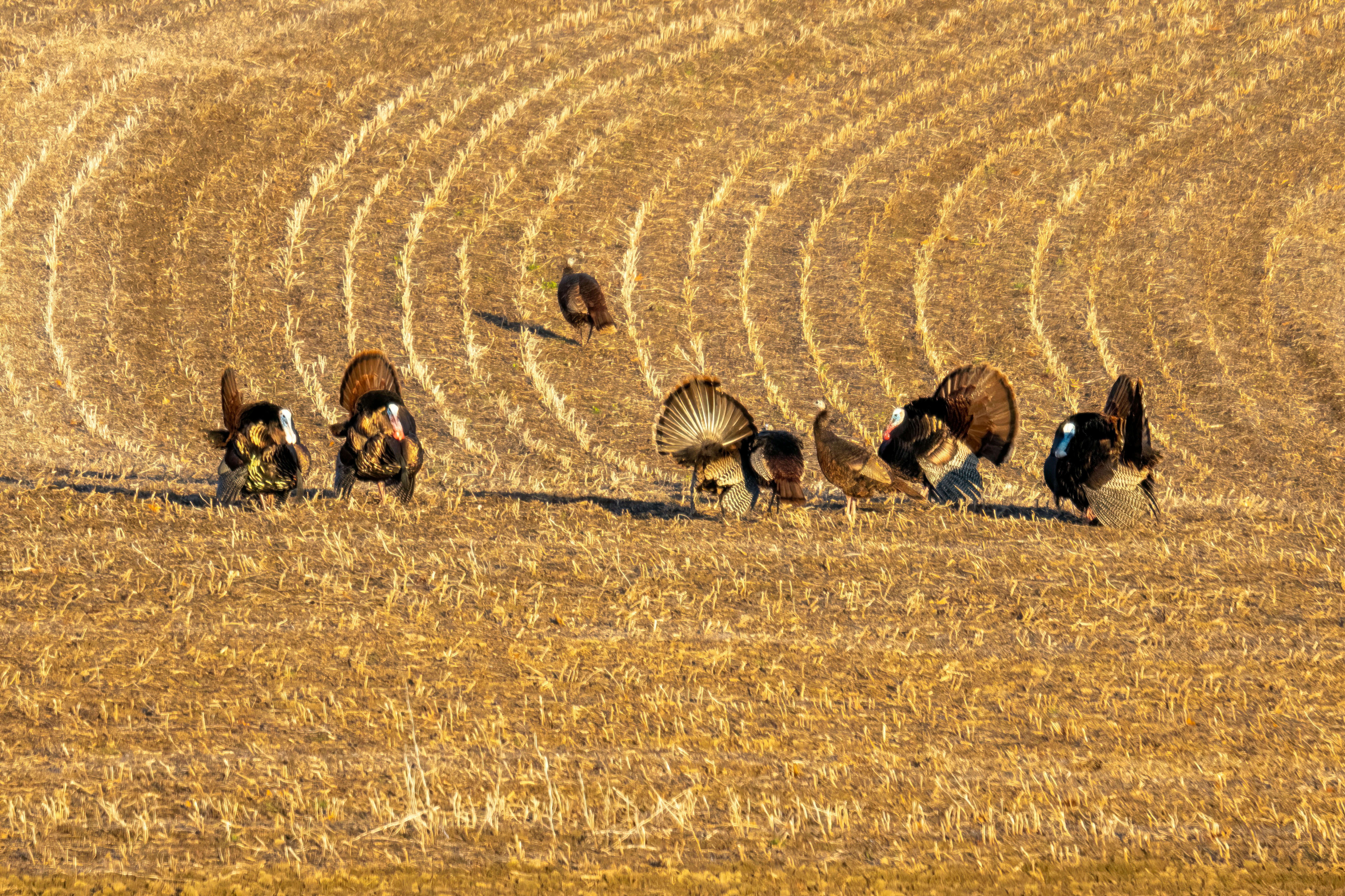 Turkeys in a Field · Free Stock Photo