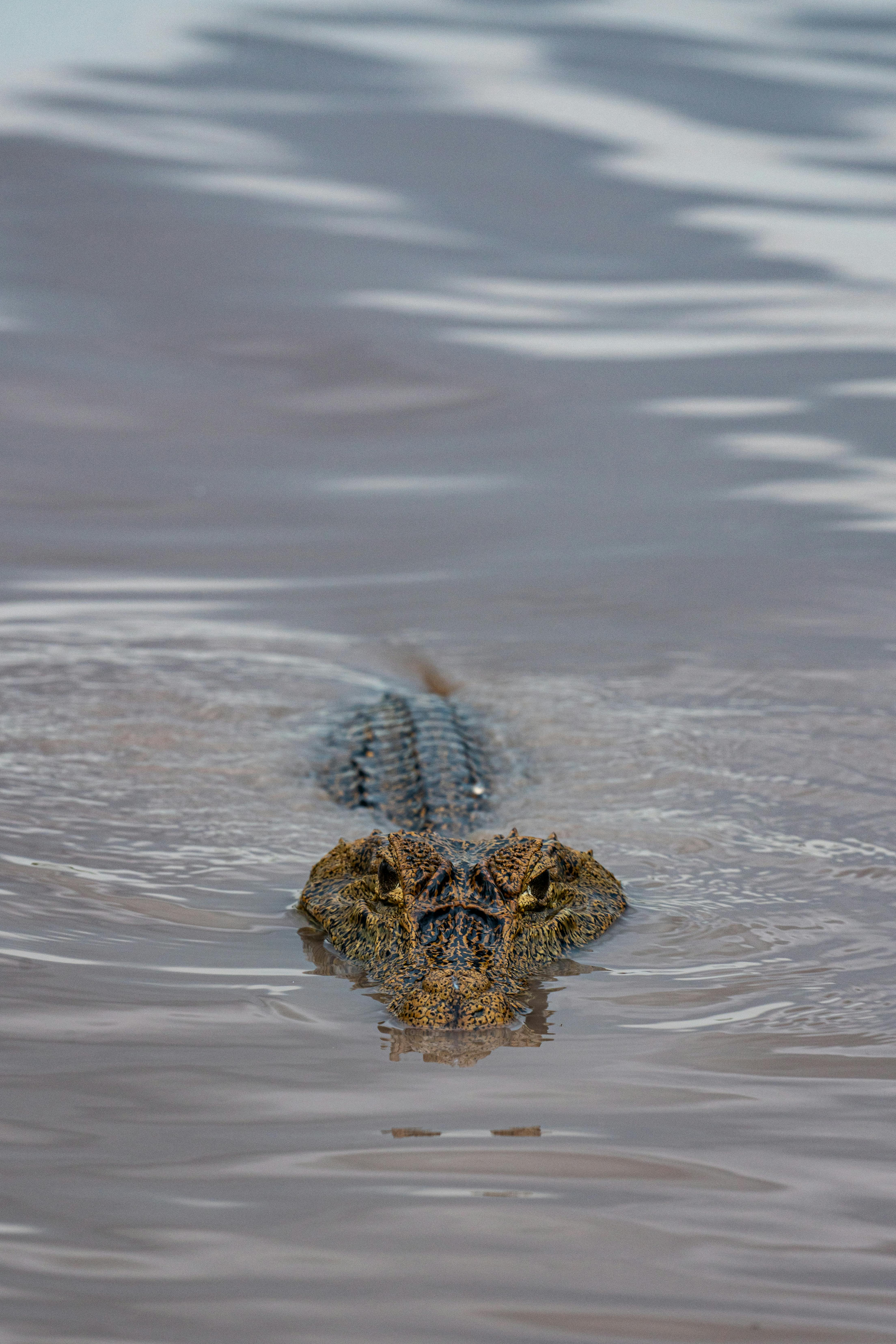 A Crocodile Surfacing in the Water · Free Stock Photo