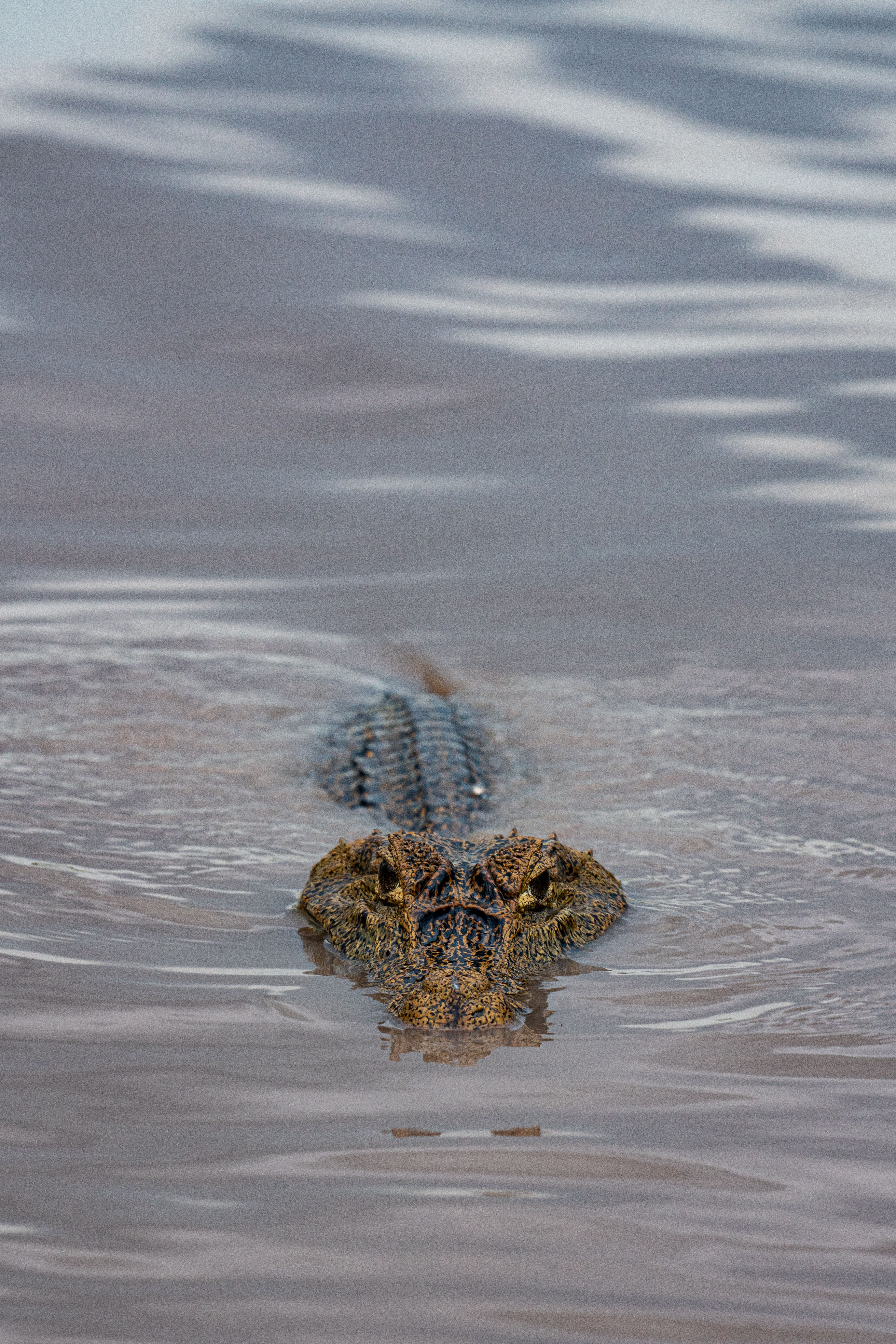 A Crocodile Surfacing in the Water · Free Stock Photo