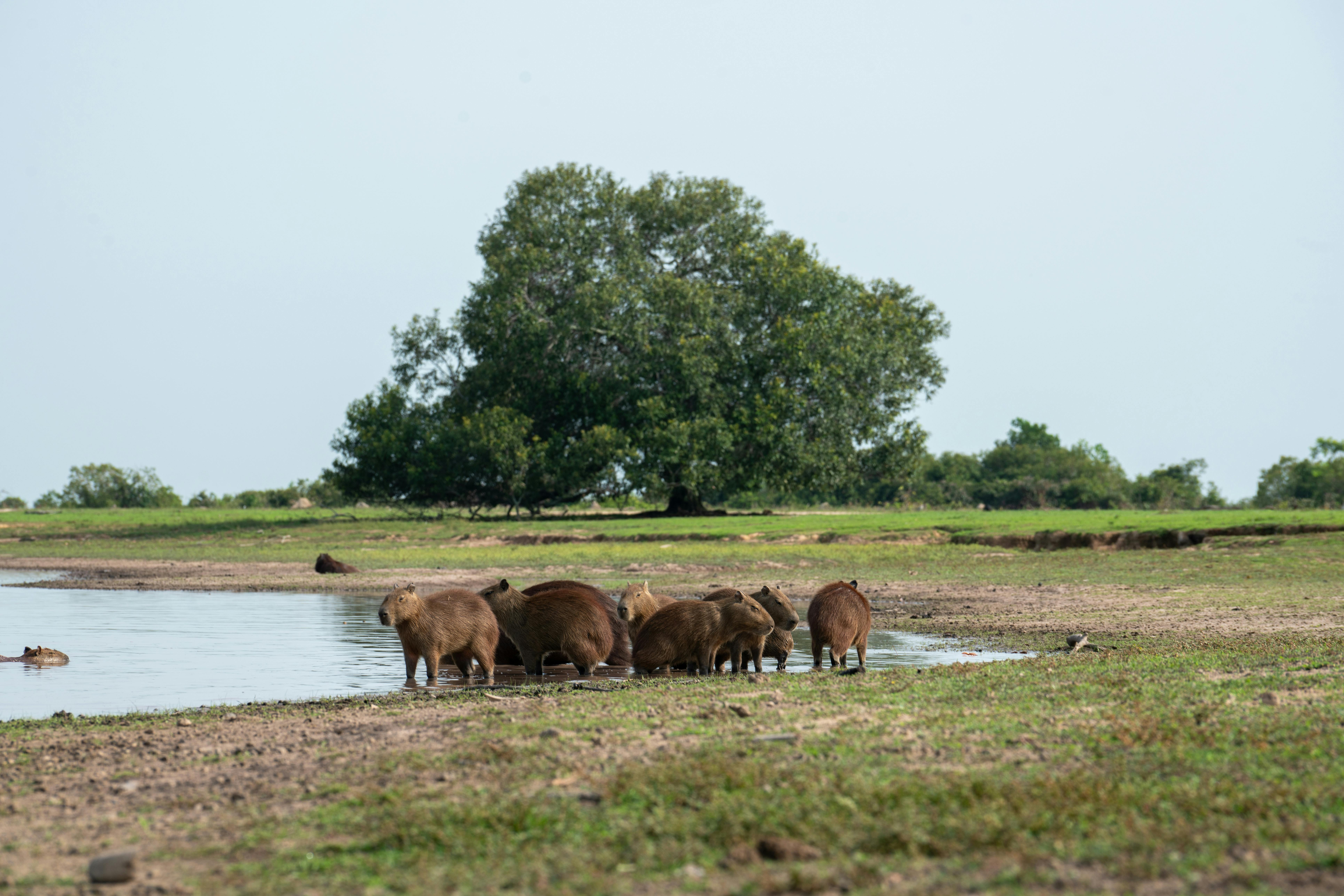 A Herd of Capybaras at a Waterhole · Free Stock Photo