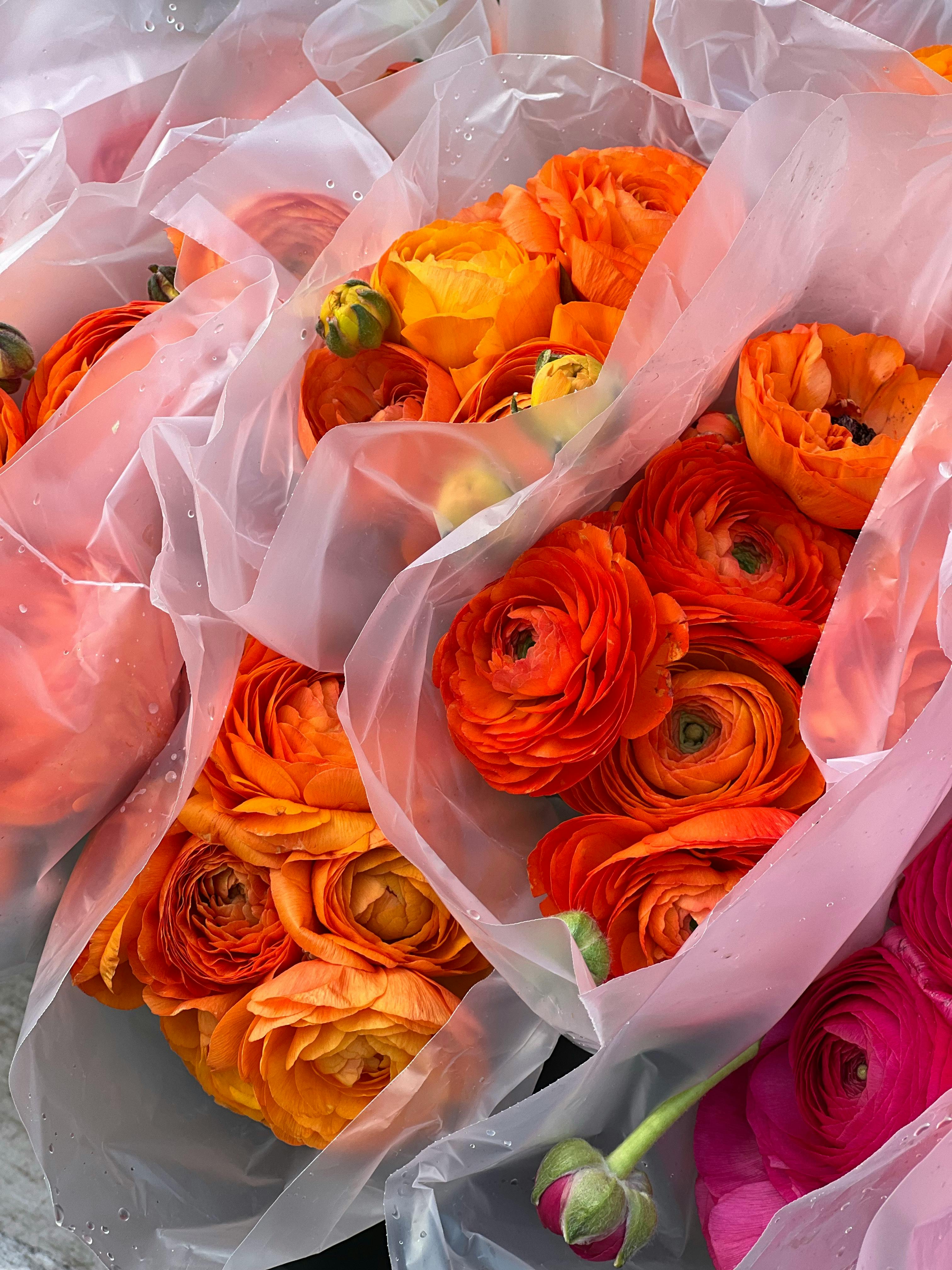 Pink Green Blue Multi Petaled Flowers · Free Stock Photo