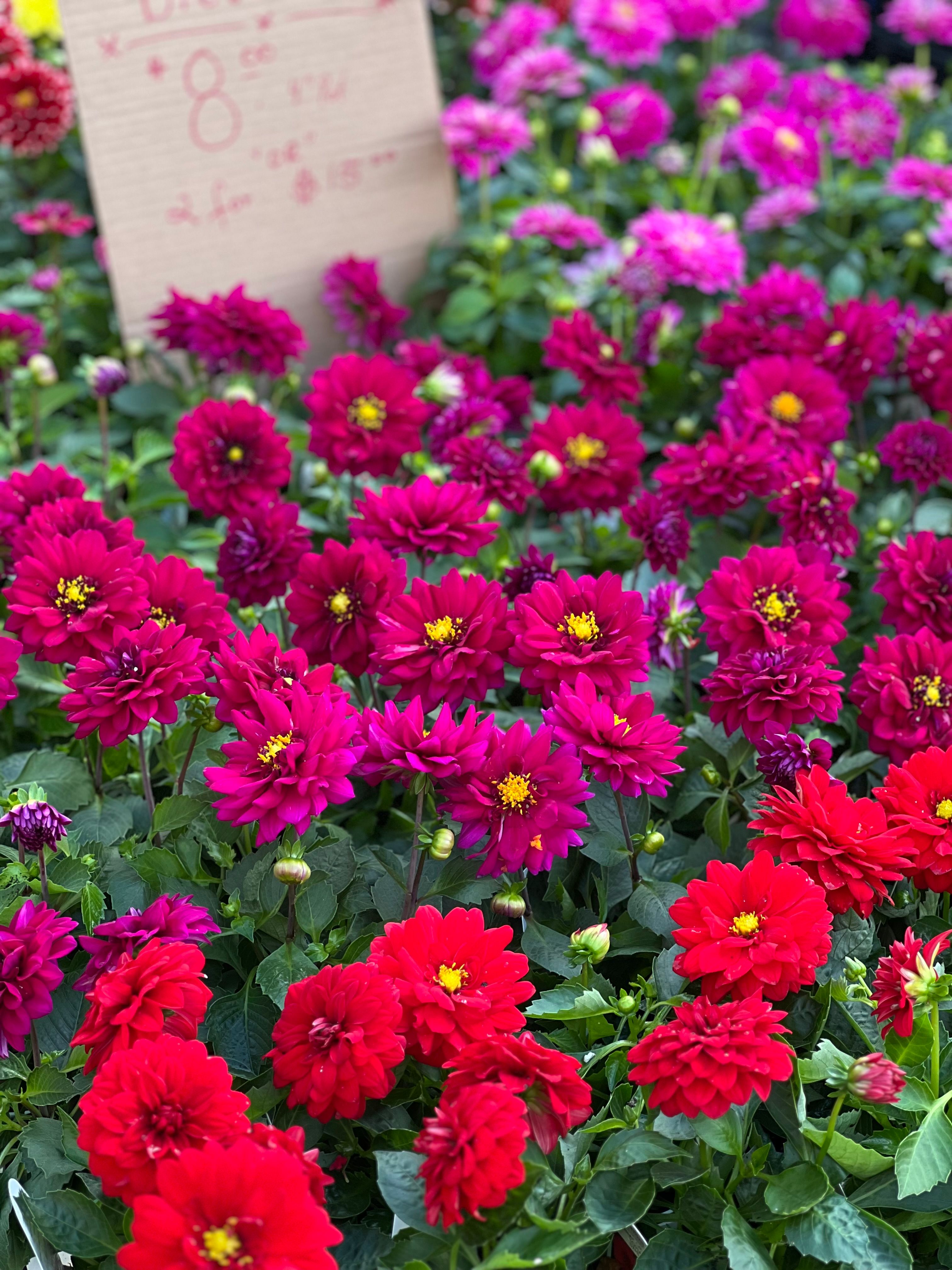 Color: Red Photos, Download The BEST Free Color: Red Stock Photos & HD ...