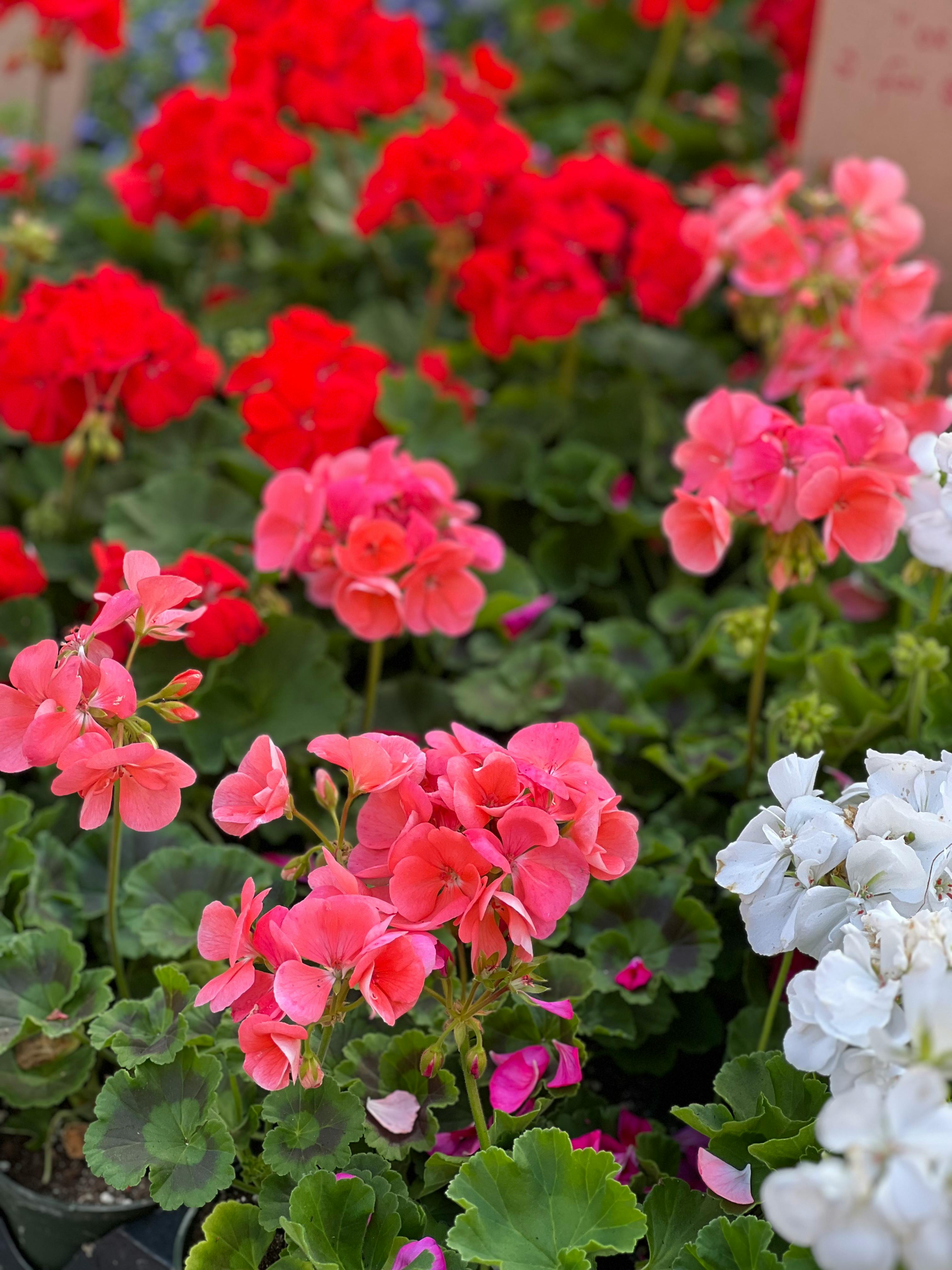 Colorful Geranium Flowers · Free Stock Photo