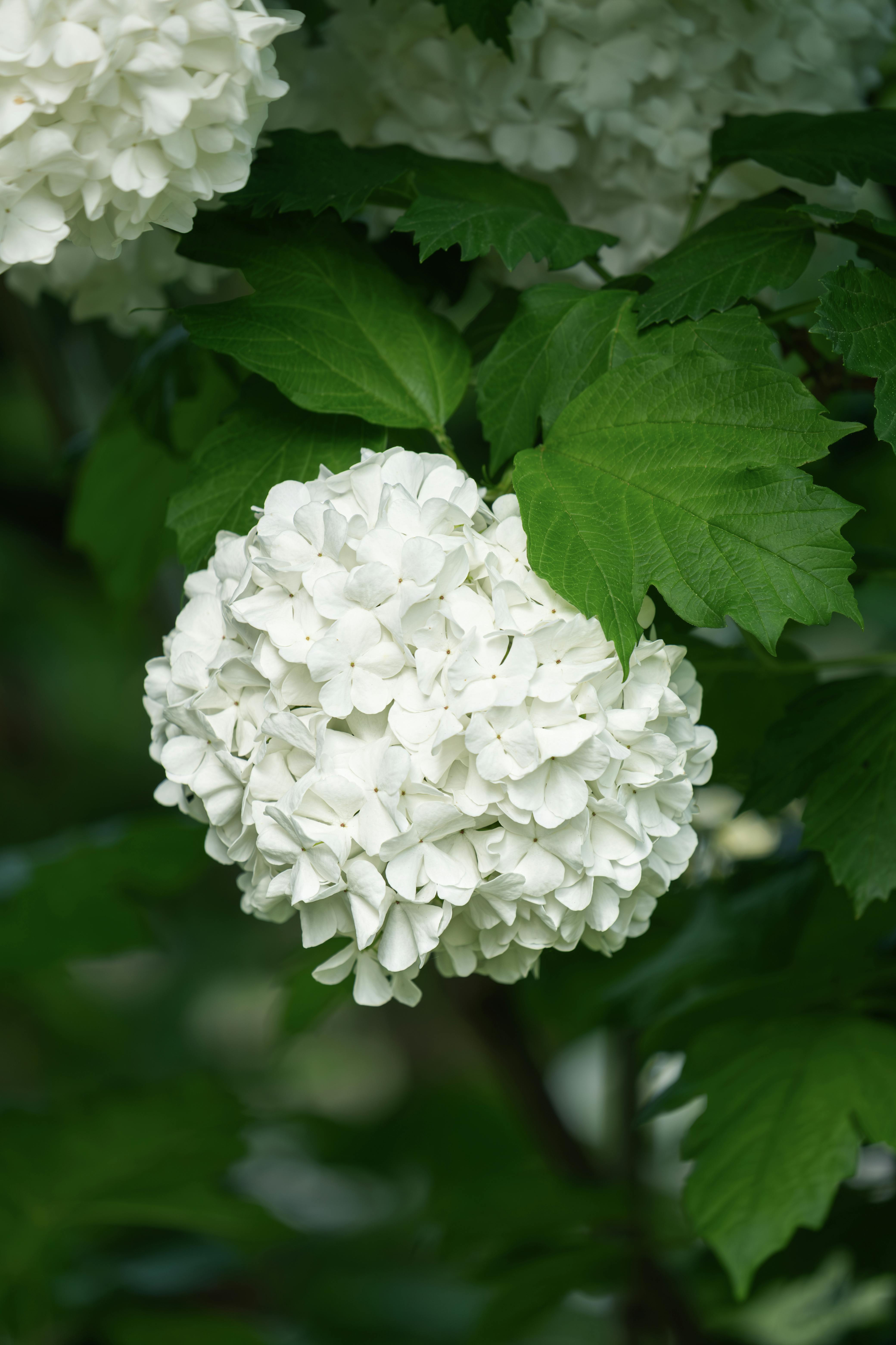 Close-up on a Common Snowball Flower · Free Stock Photo