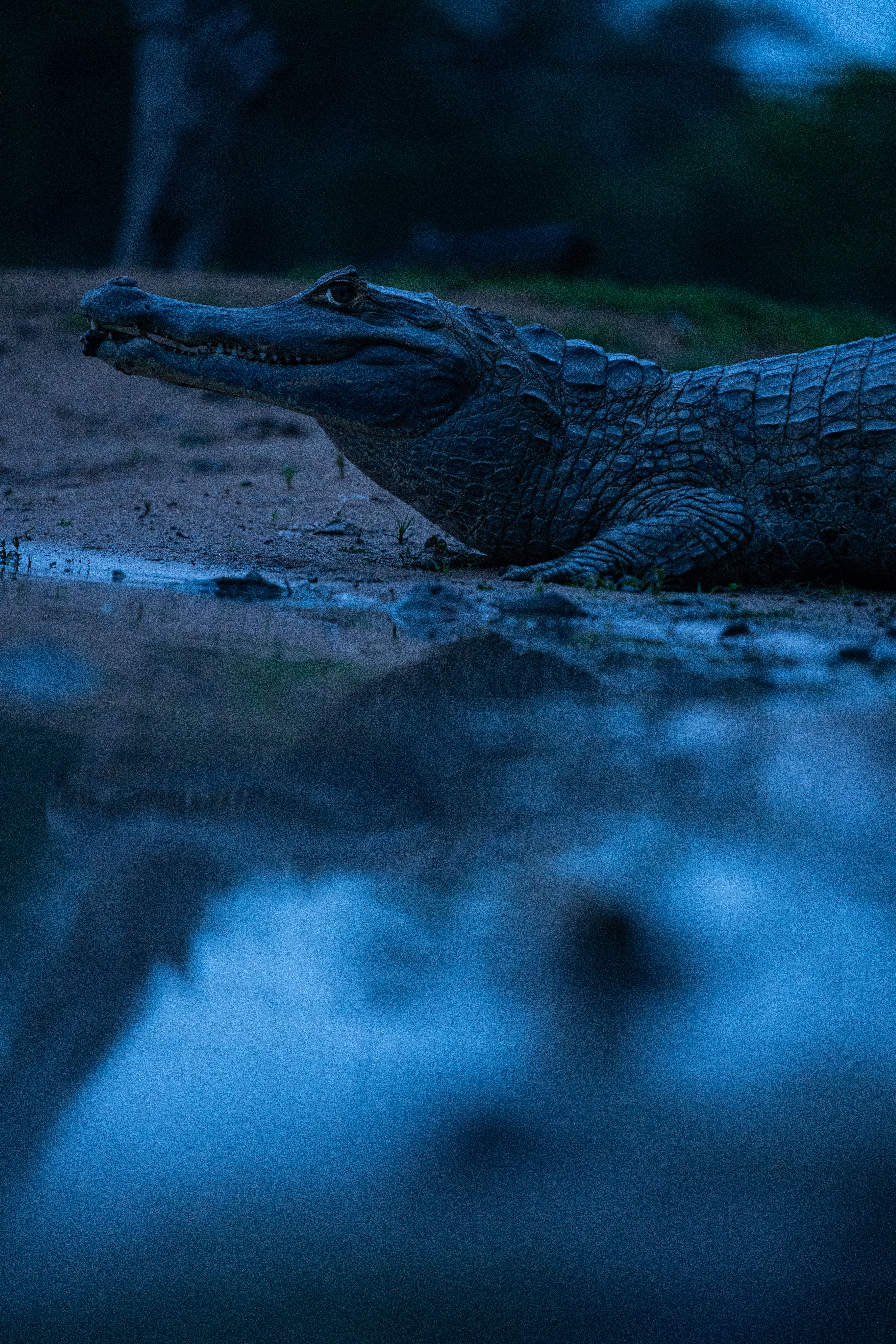 A crocodile is resting on the ground at night · Free Stock Photo