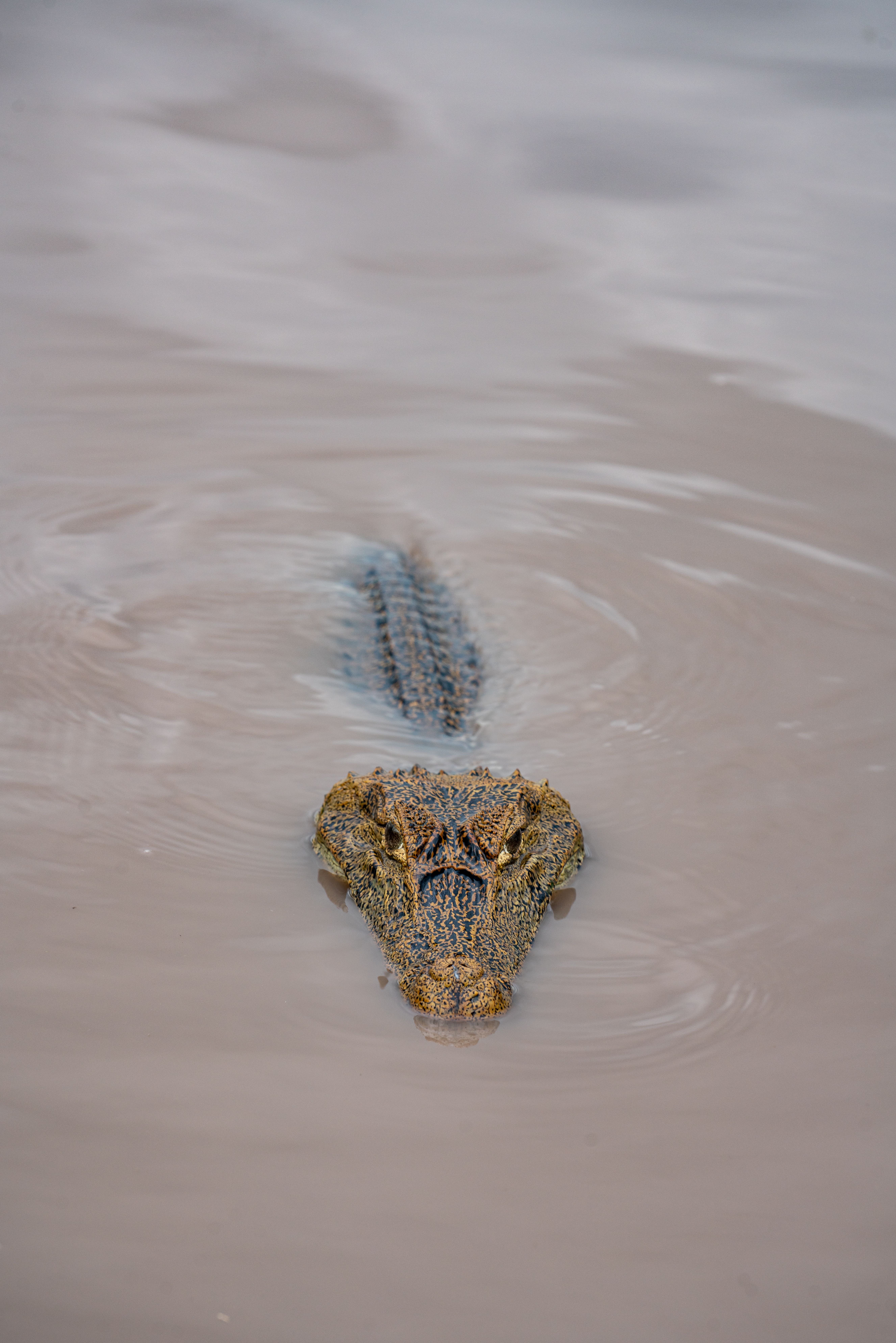 A Crocodile Surfacing in the Muddy Water · Free Stock Photo