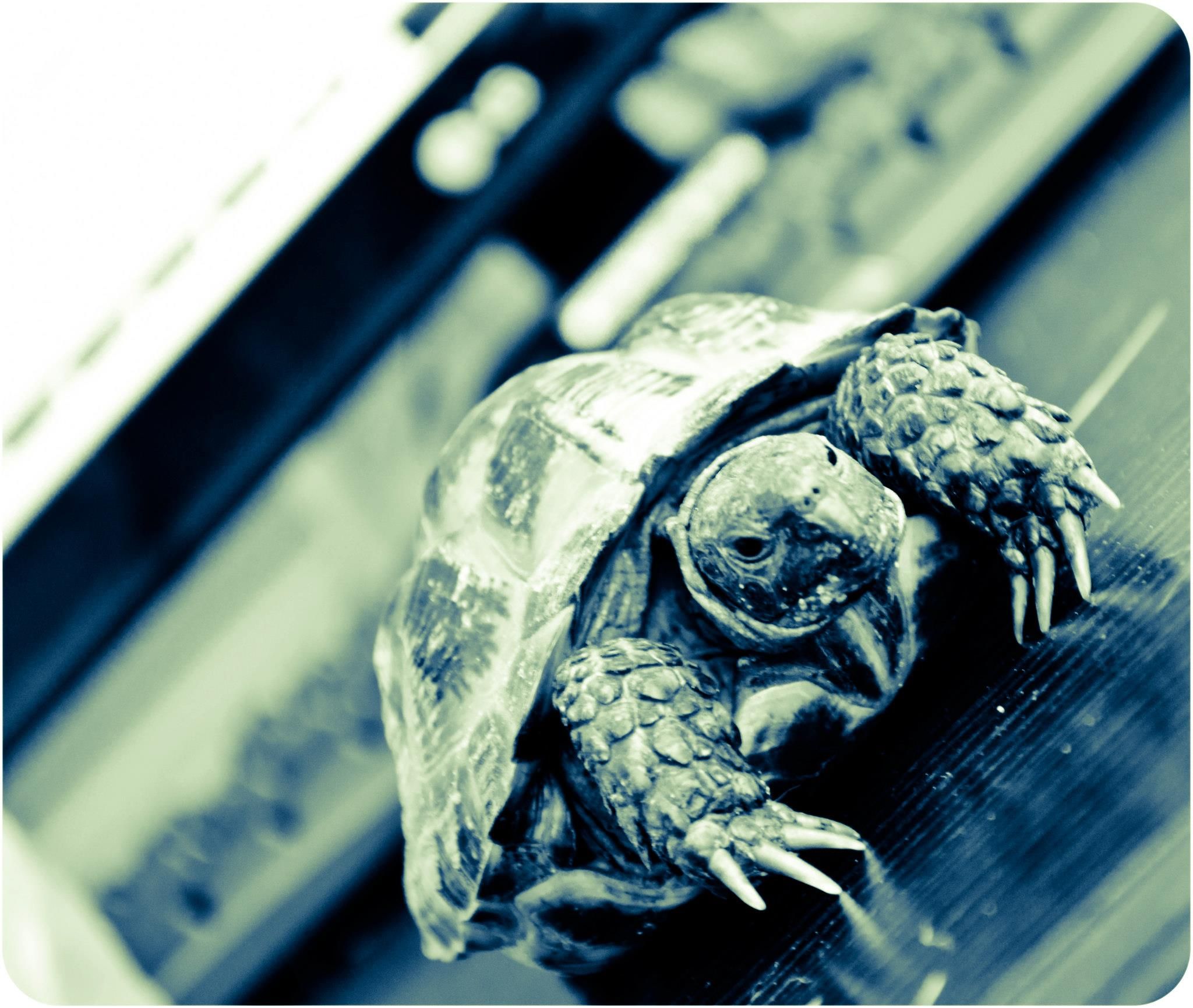 Free stock photo of animal, tortoise