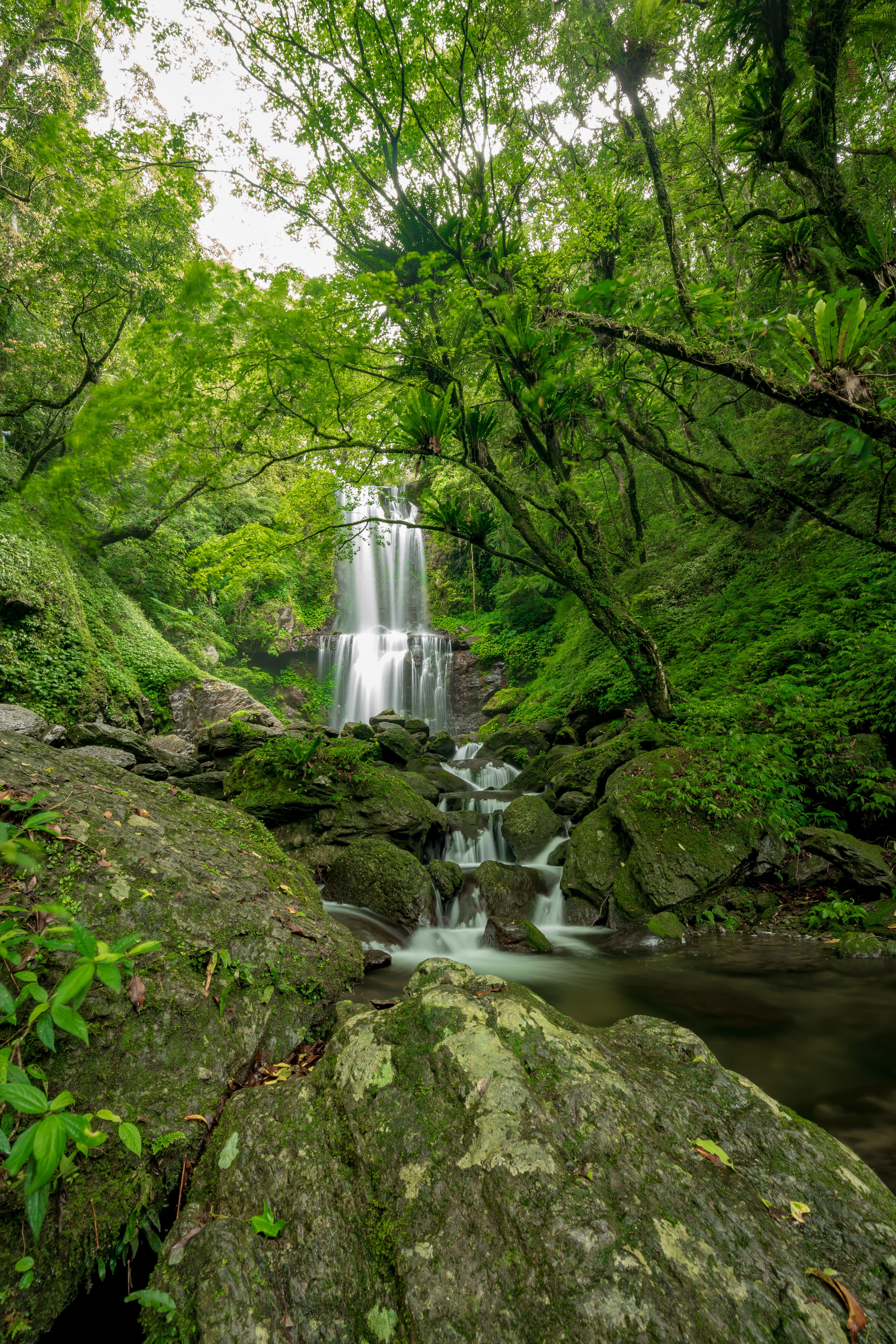 Green Forest Waterfall Photos, Download The BEST Free Green Forest ...