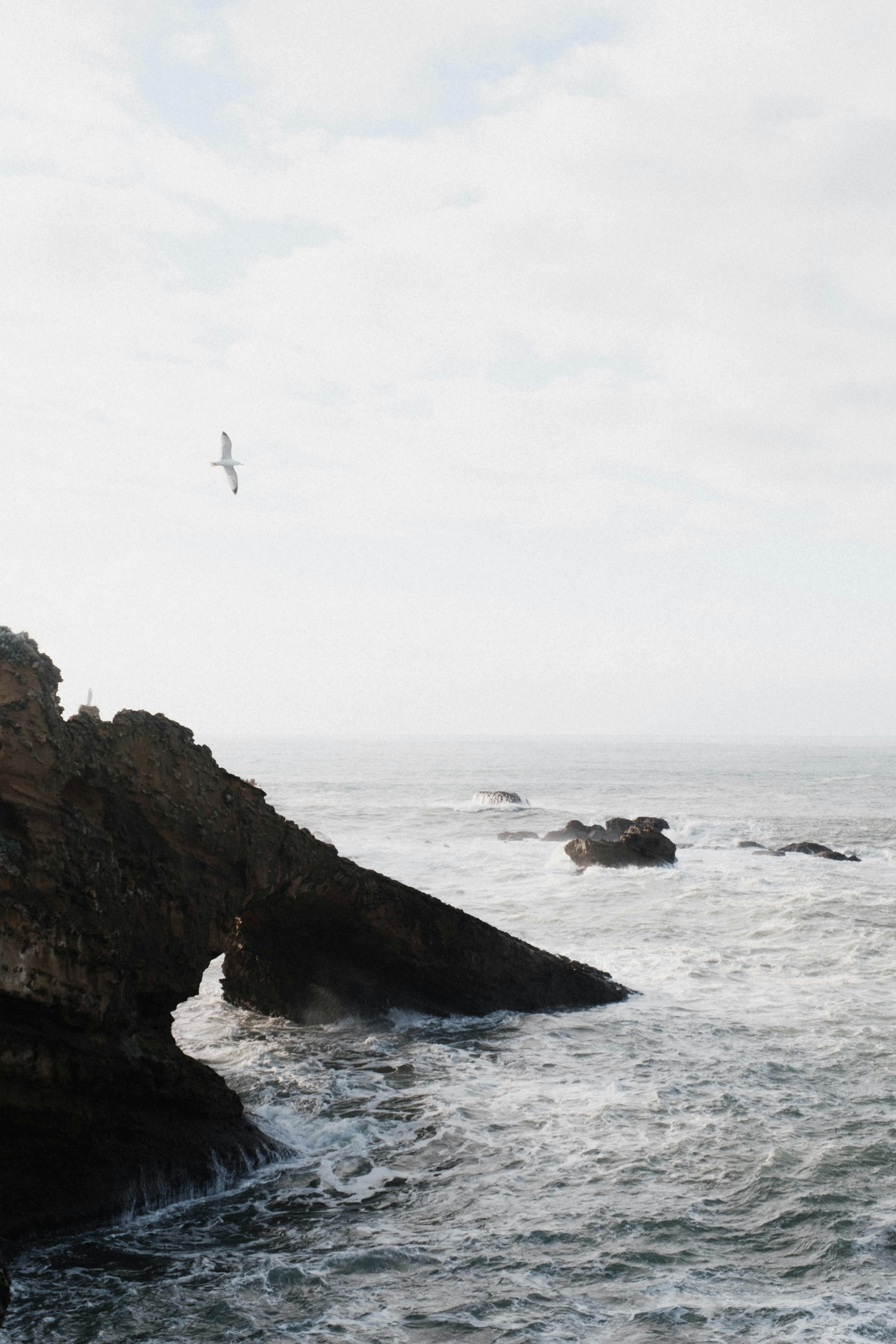 Seagull Flying Over Rocks in a Restless Ocean · Free Stock Photo