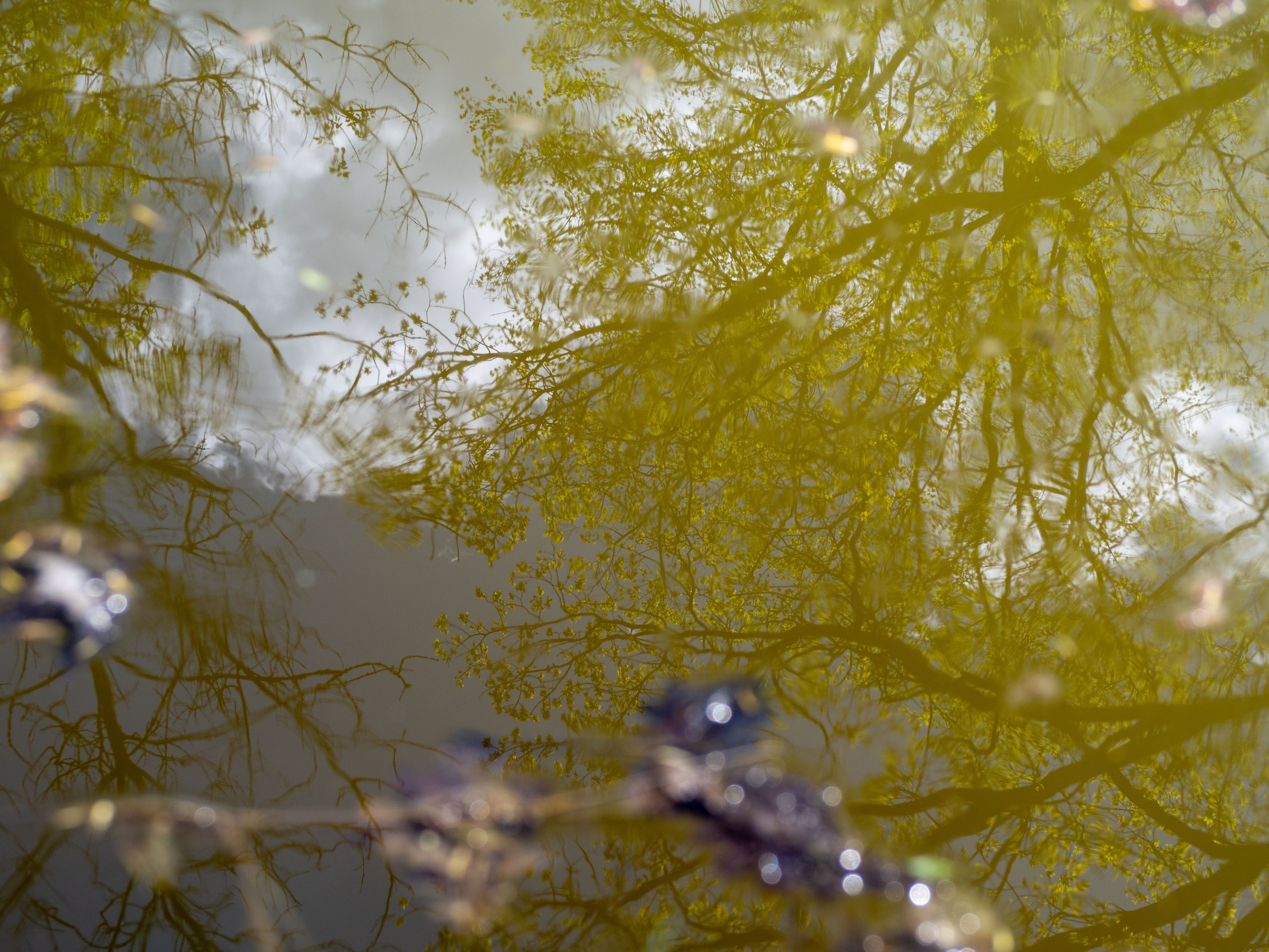 Reflection of Plants on Clear Water · Free Stock Photo