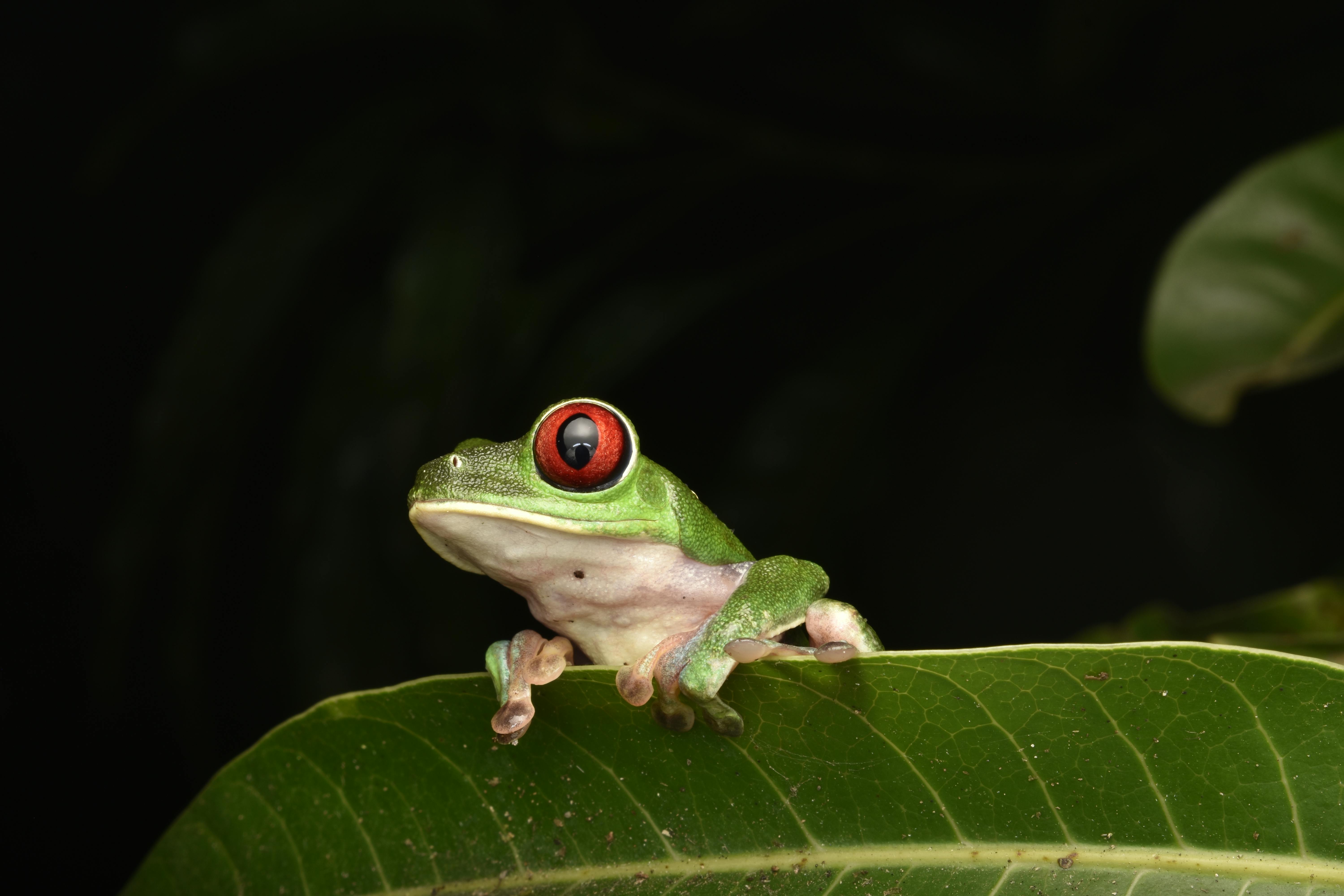 Green Frogs on Brown Tree Branch · Free Stock Photo