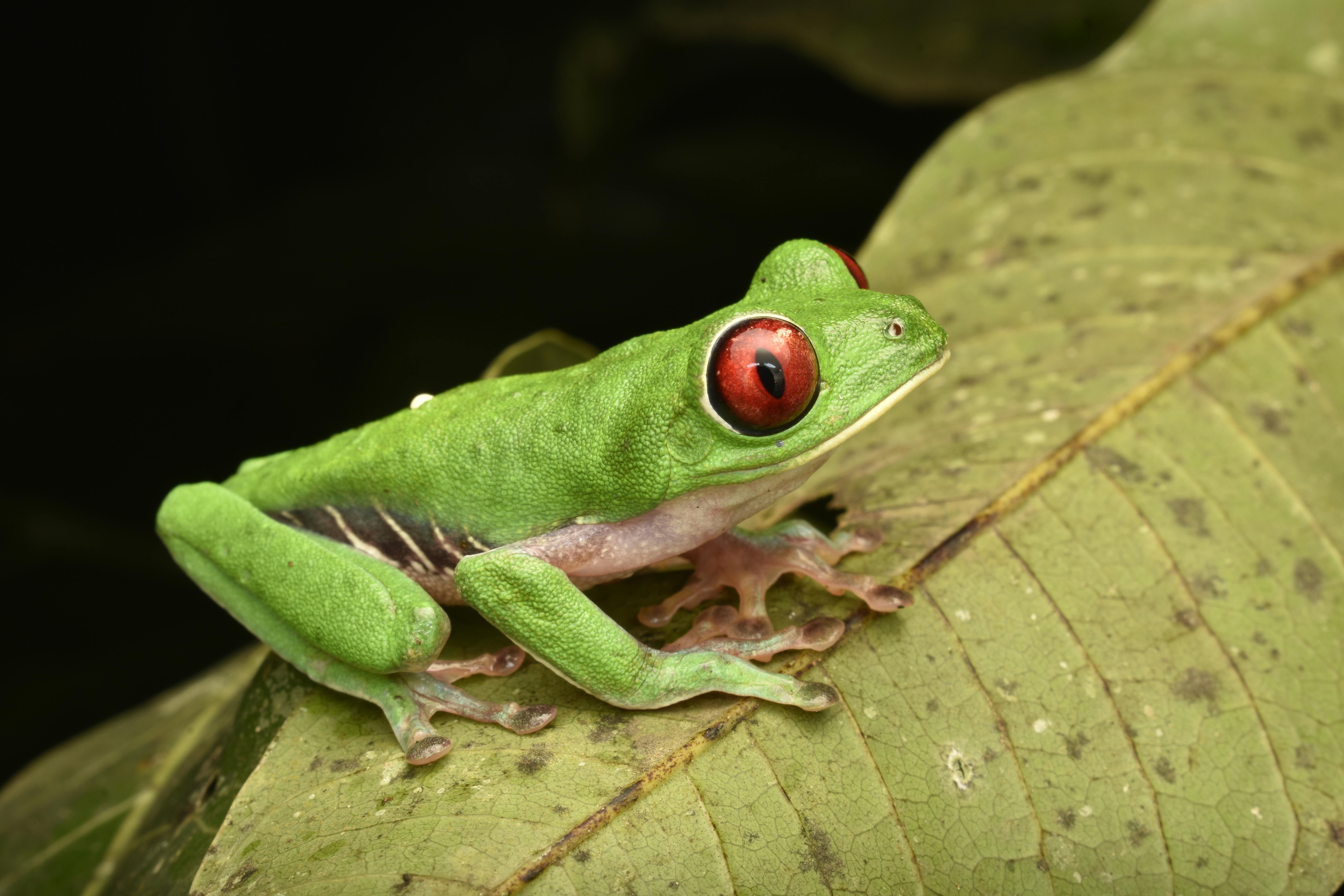 Green Tree Frog Sitting on Leaf · Free Stock Photo