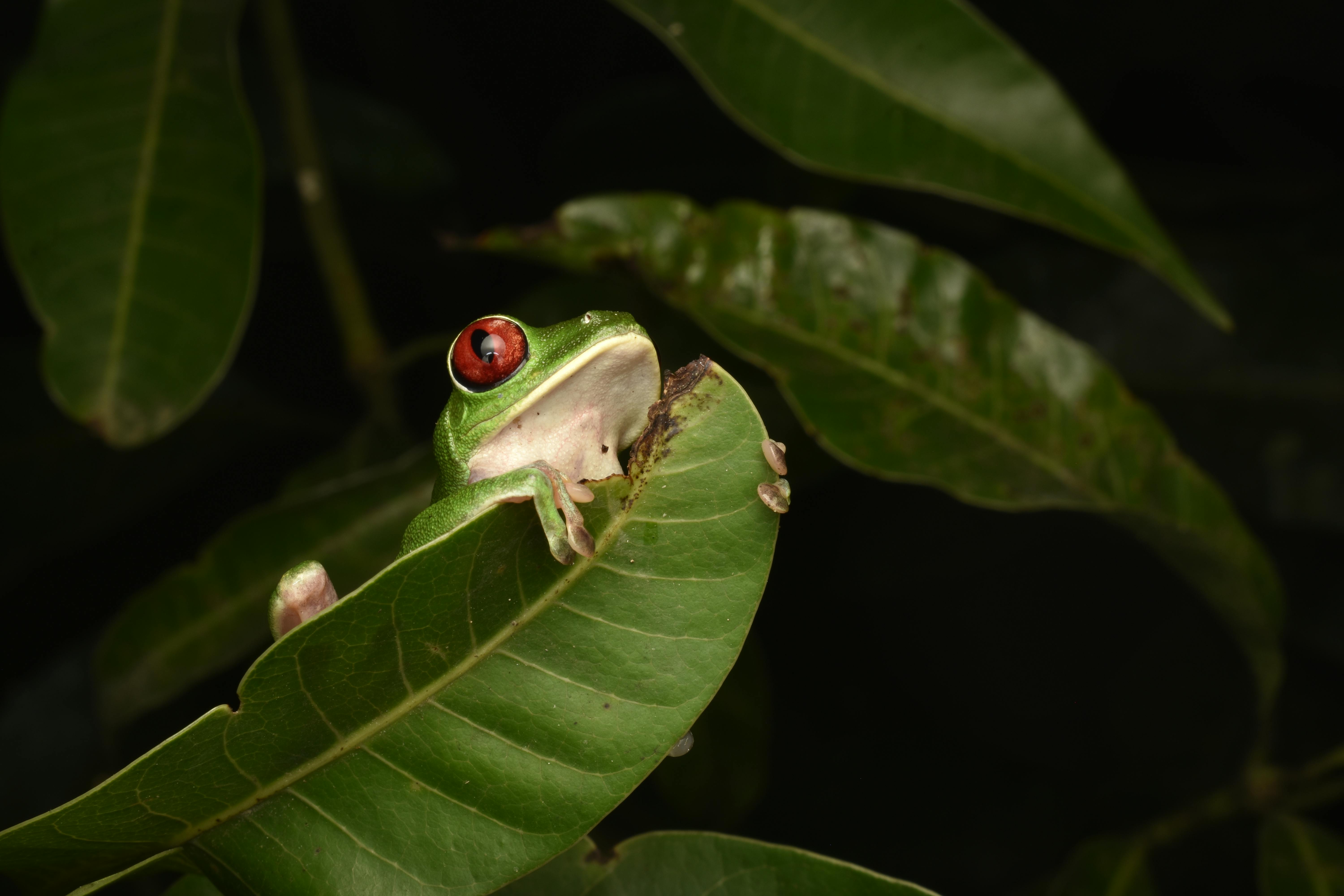 A red eyed tree frog on a leaf · Free Stock Photo