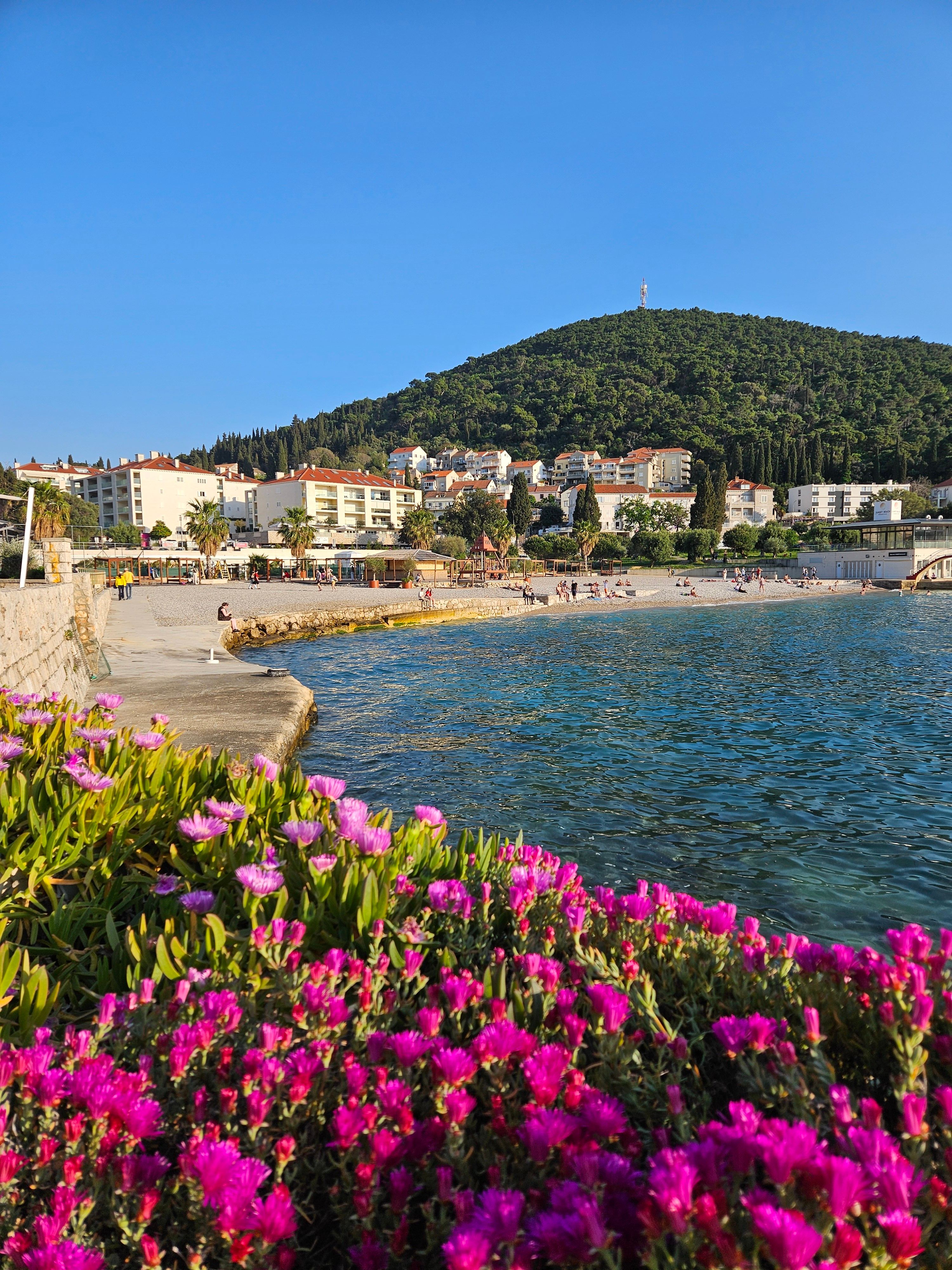 Flowers Blooming in Seaside · Free Stock Photo