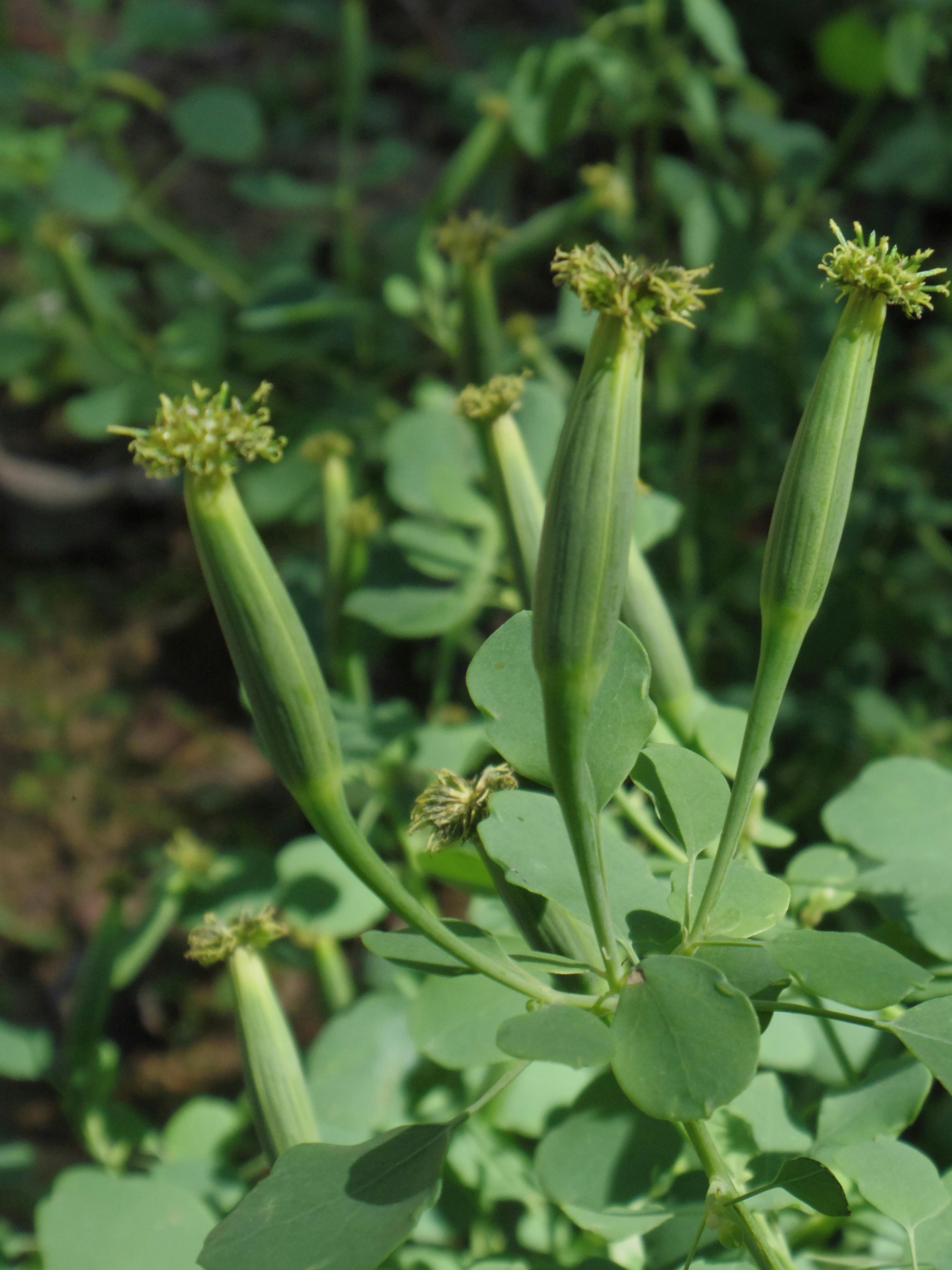 Free stock photo of Papalo, Porophyllum ruderale