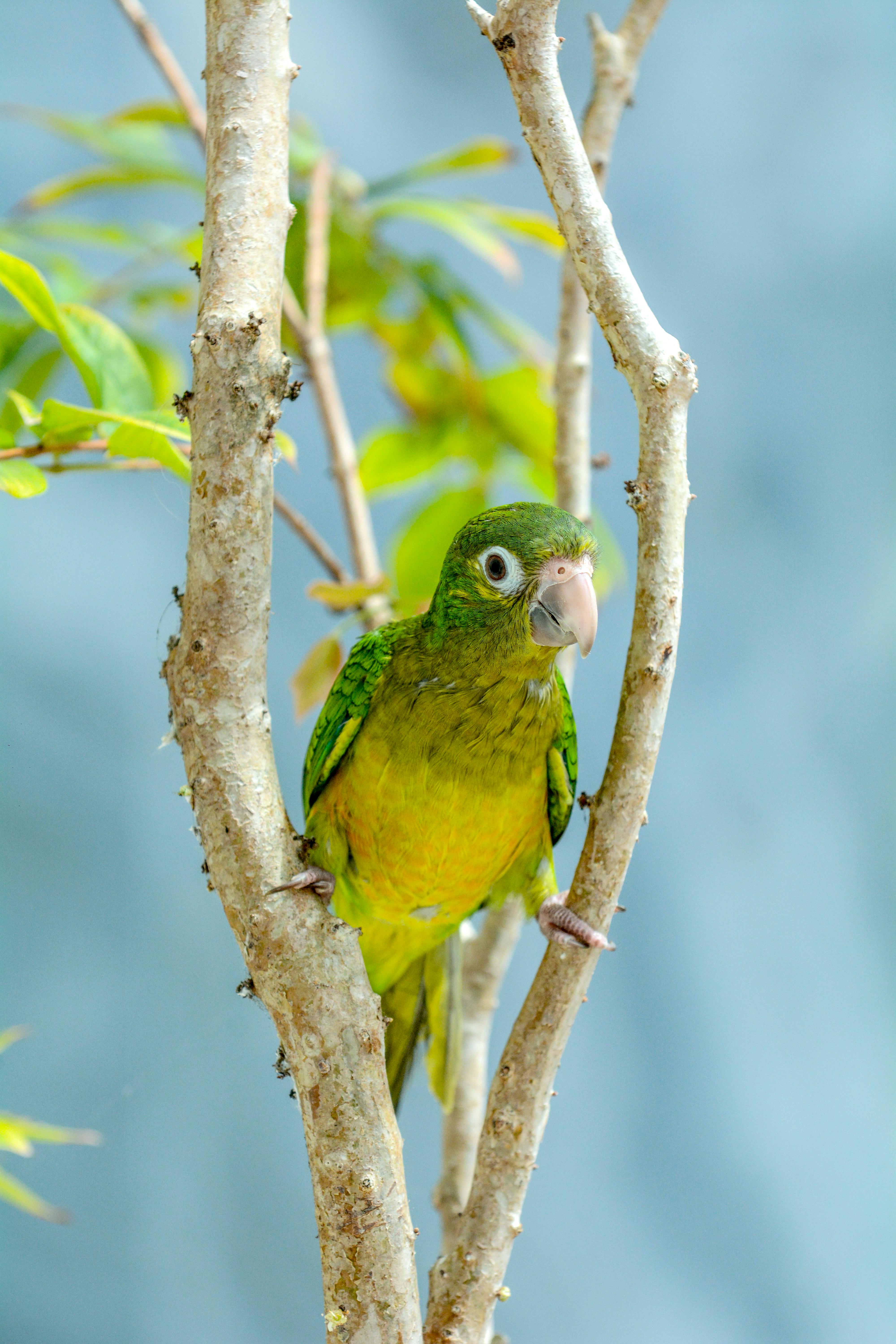 Olive-Throated Parakeet on Branch · Free Stock Photo