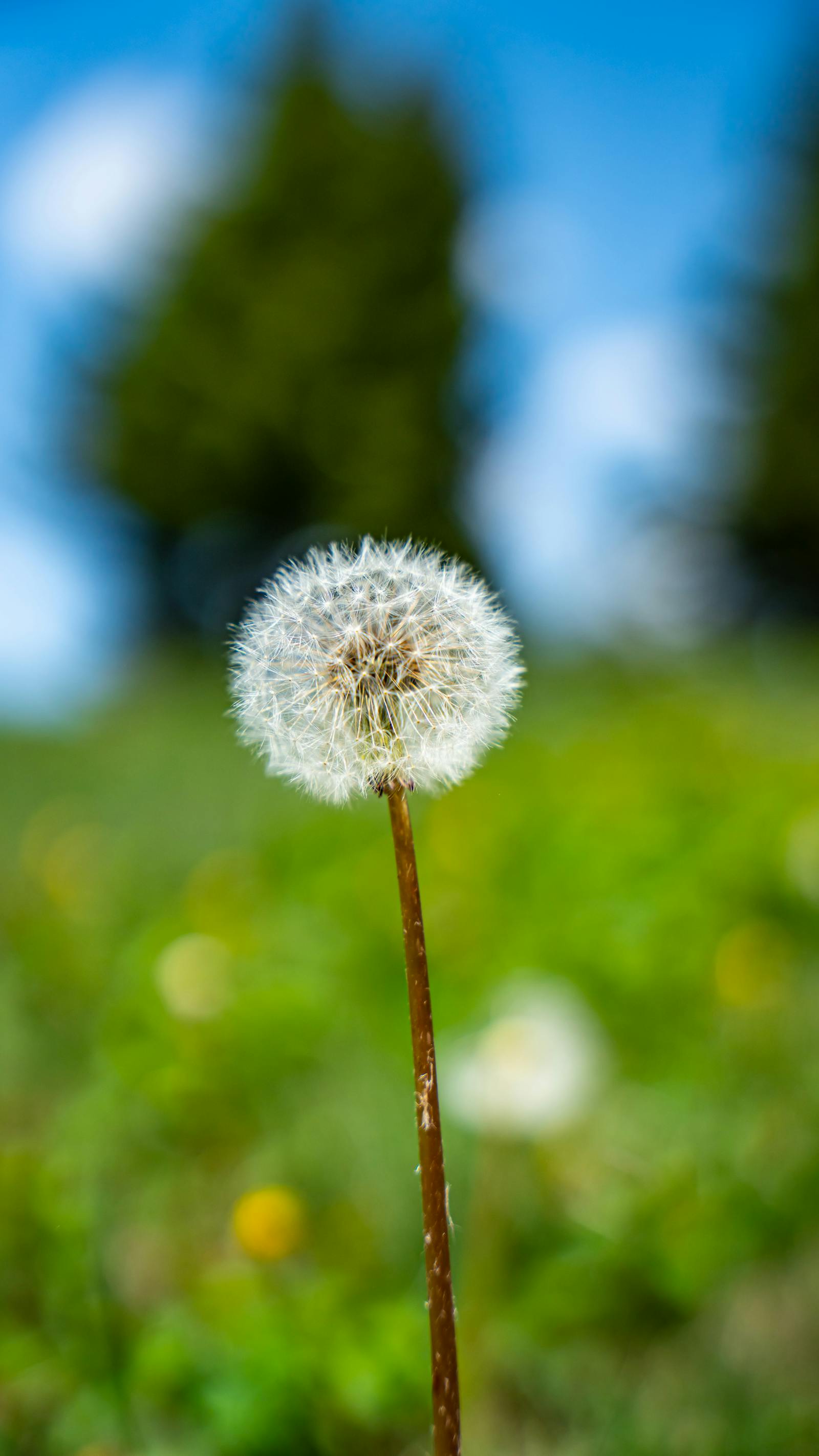 Dandelion Flower Photos, Download The BEST Free Dandelion Flower Stock ...