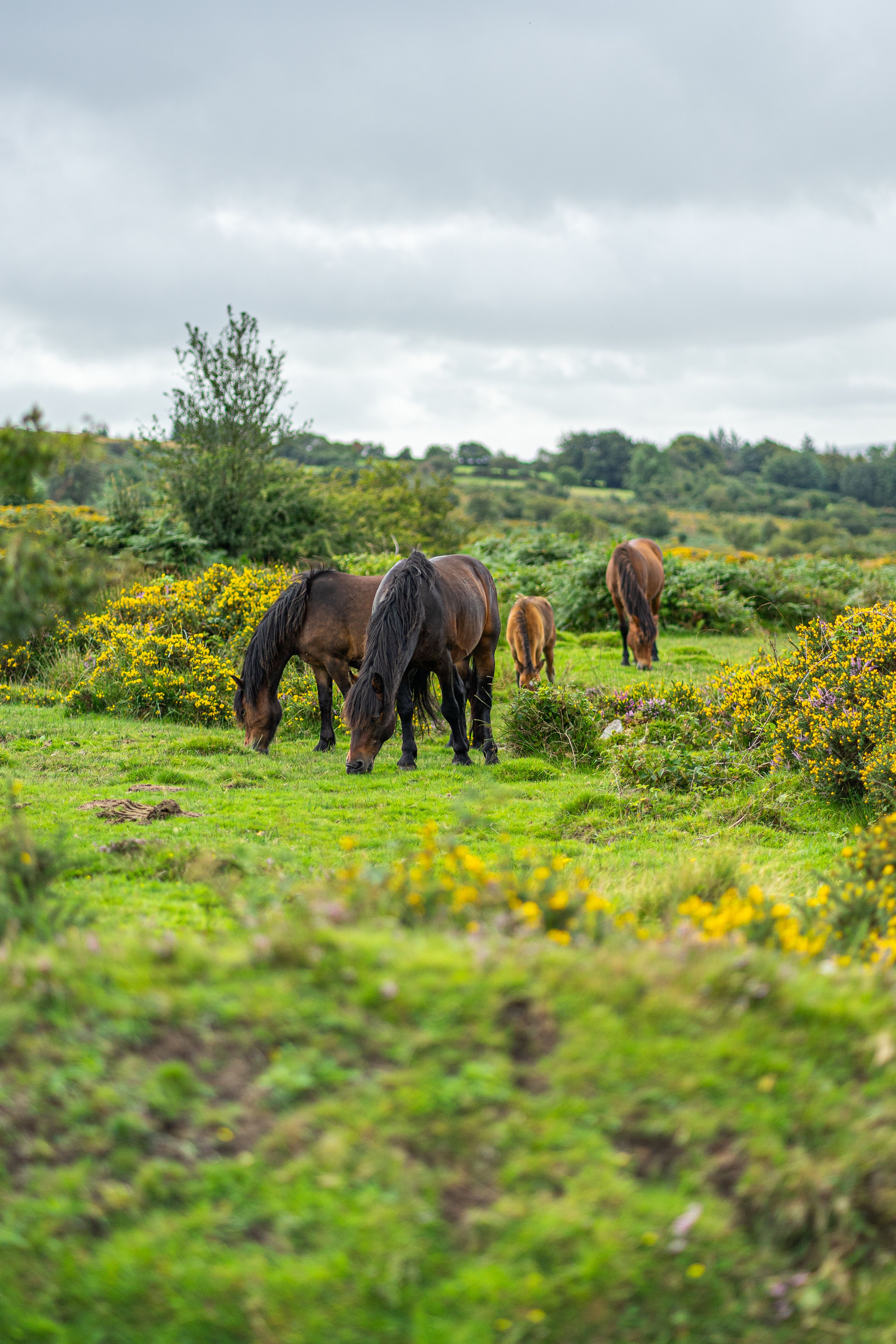 Horses in Countryside · Free Stock Photo