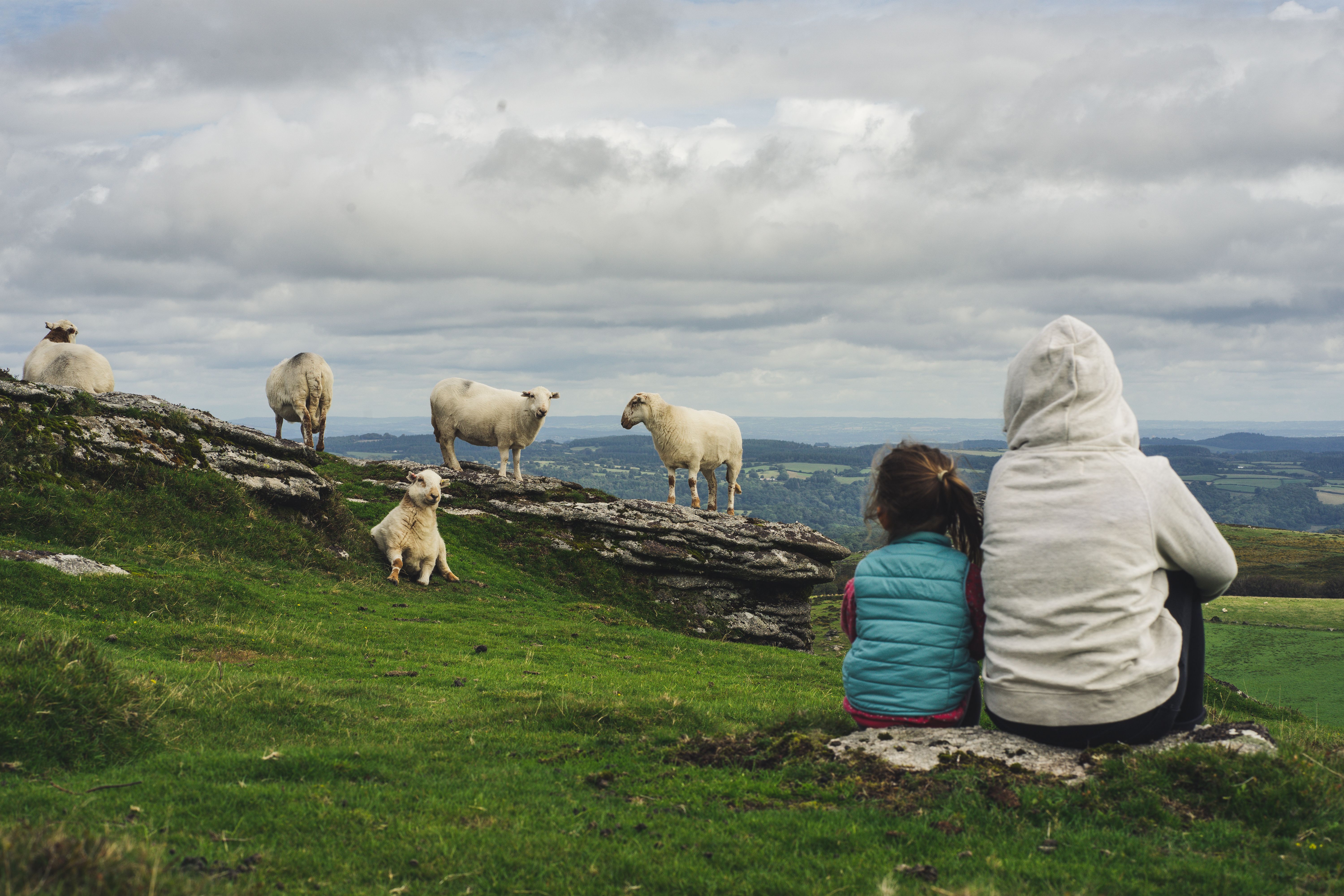 Parent Sitting with Child on Meadow with Sheep · Free Stock Photo