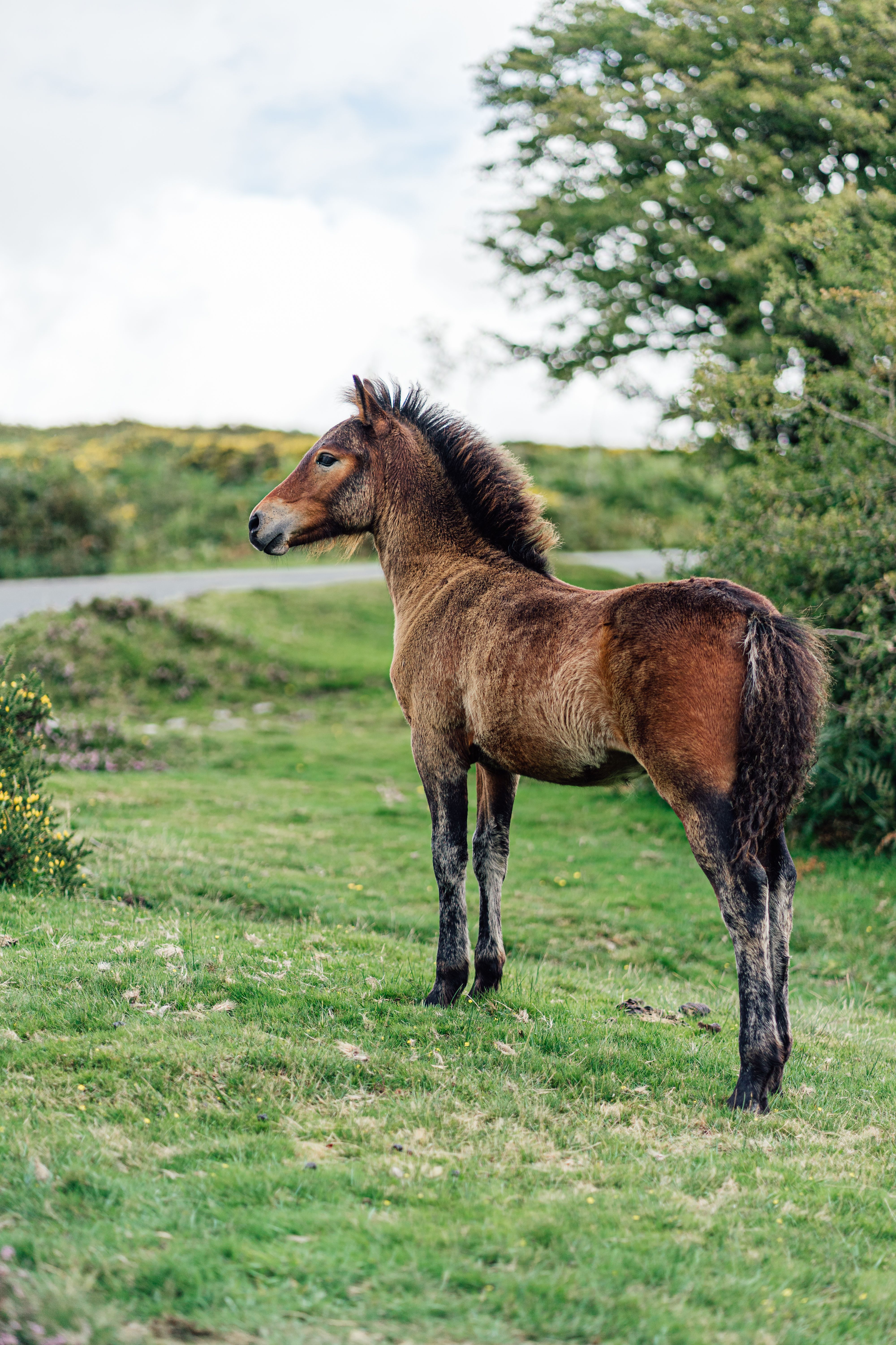 Horse' Photos, Download The BEST Free Horse' Stock Photos & HD Images