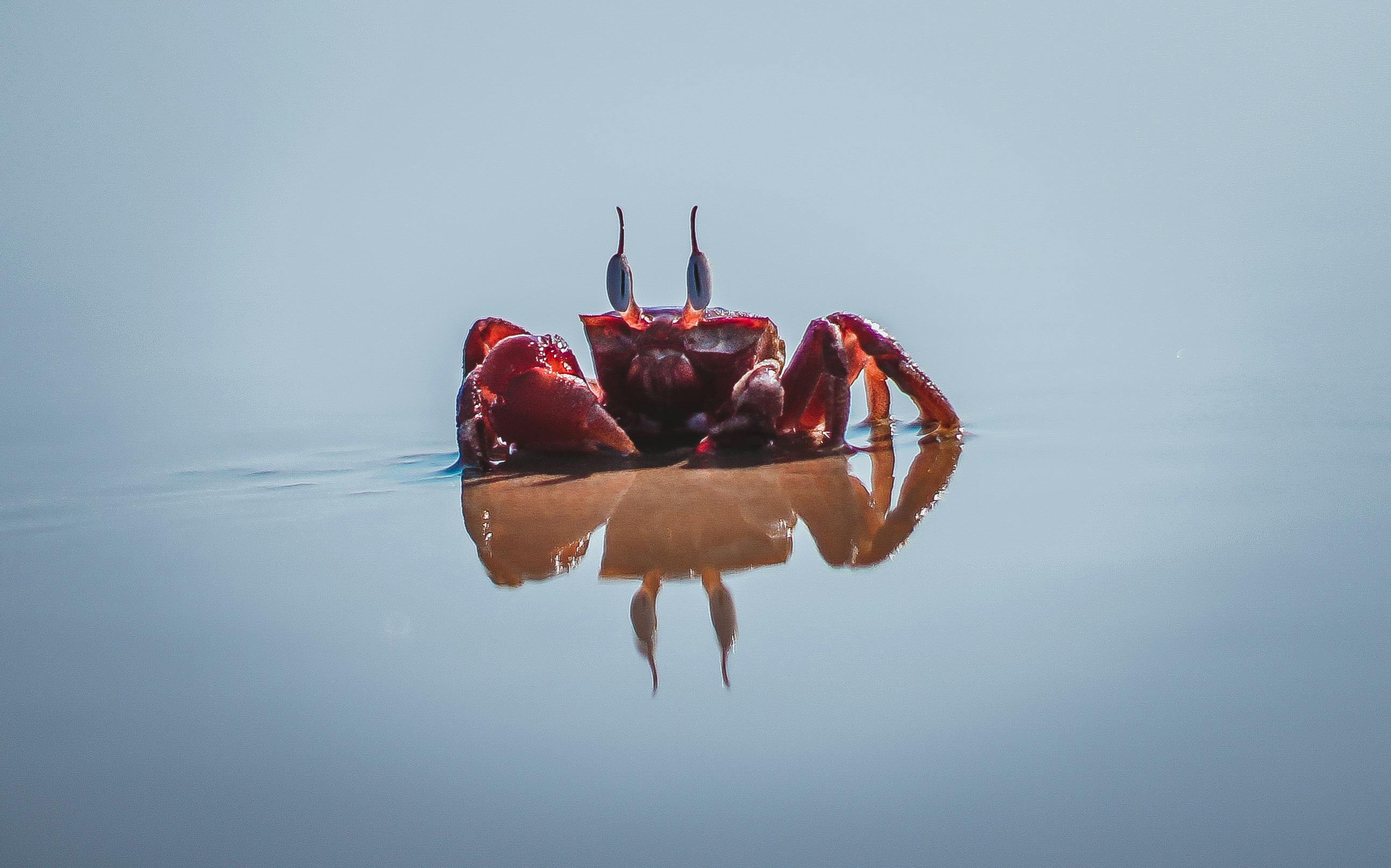 Photo of Red Crab on Seashore · Free Stock Photo