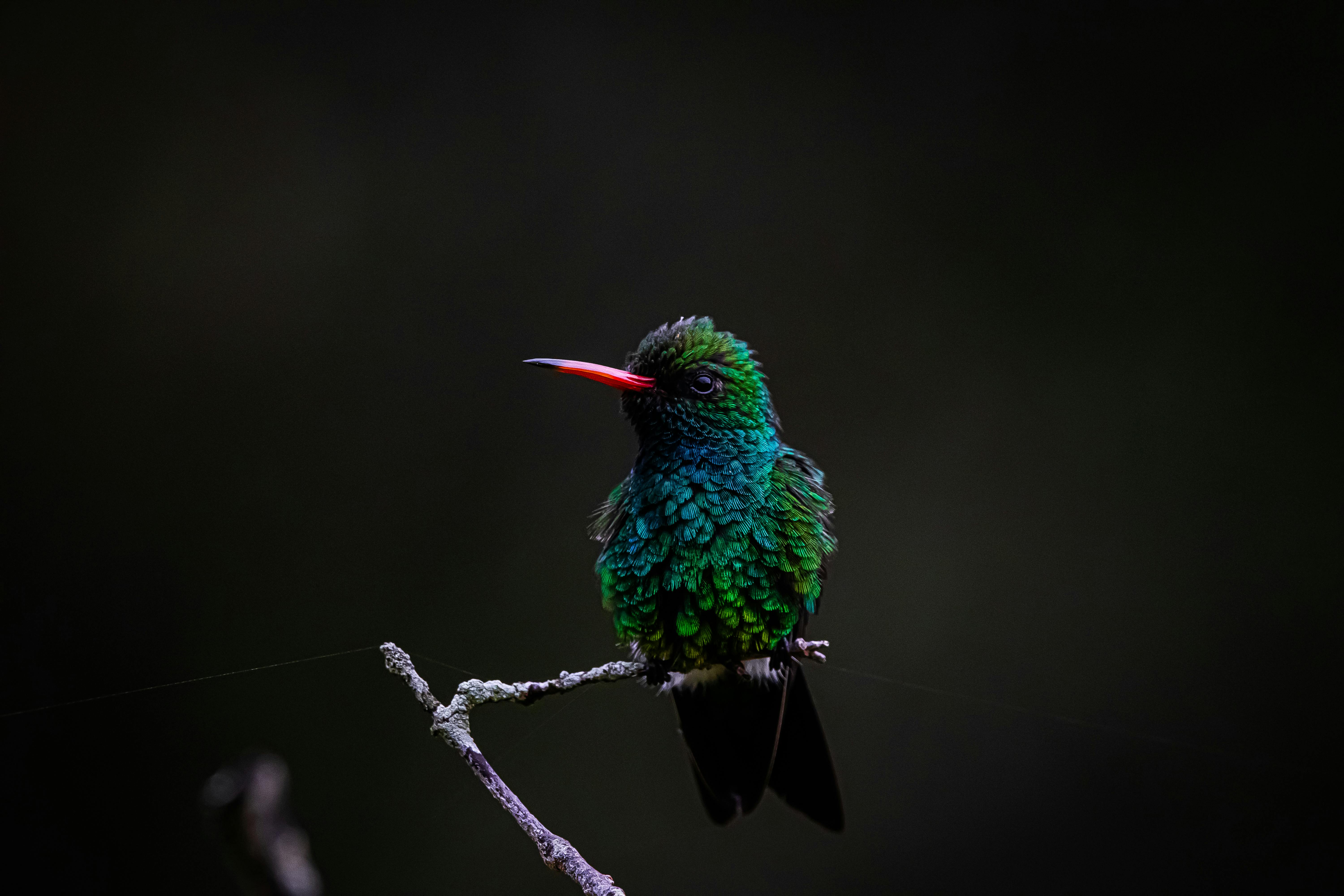 Hummingbird on Branch · Free Stock Photo