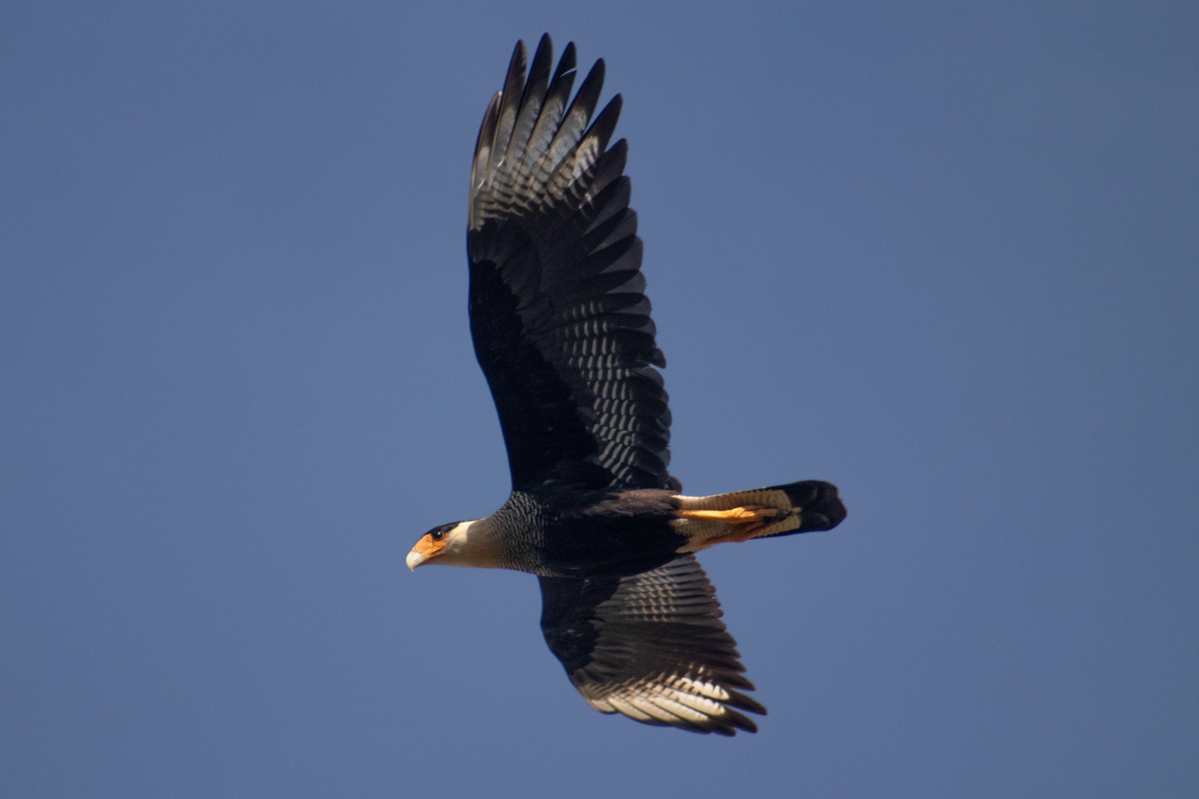 Close-up of a Flying Crested Caracara · Free Stock Photo