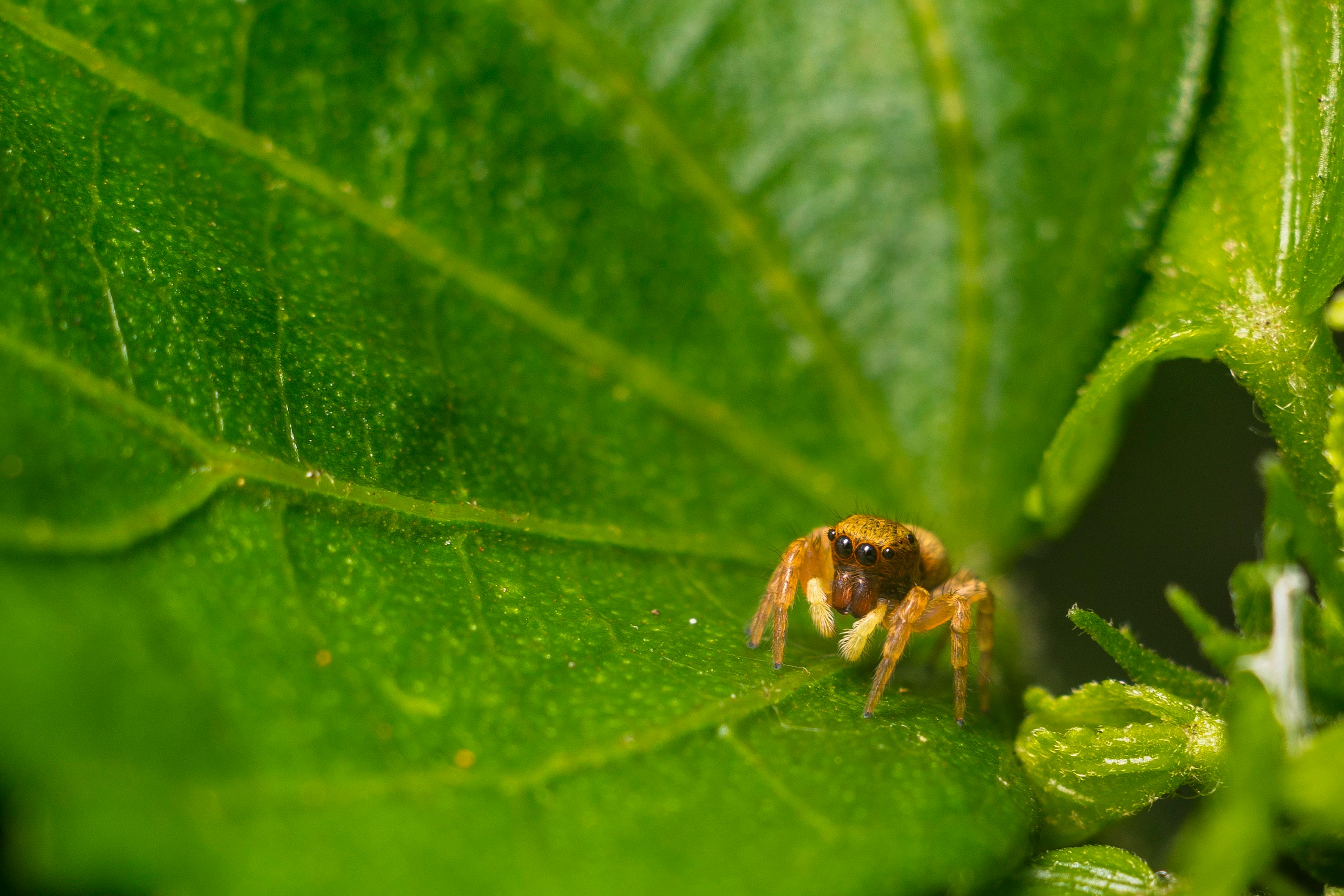 Macro Photo of Brown Spider on Leaf · Free Stock Photo