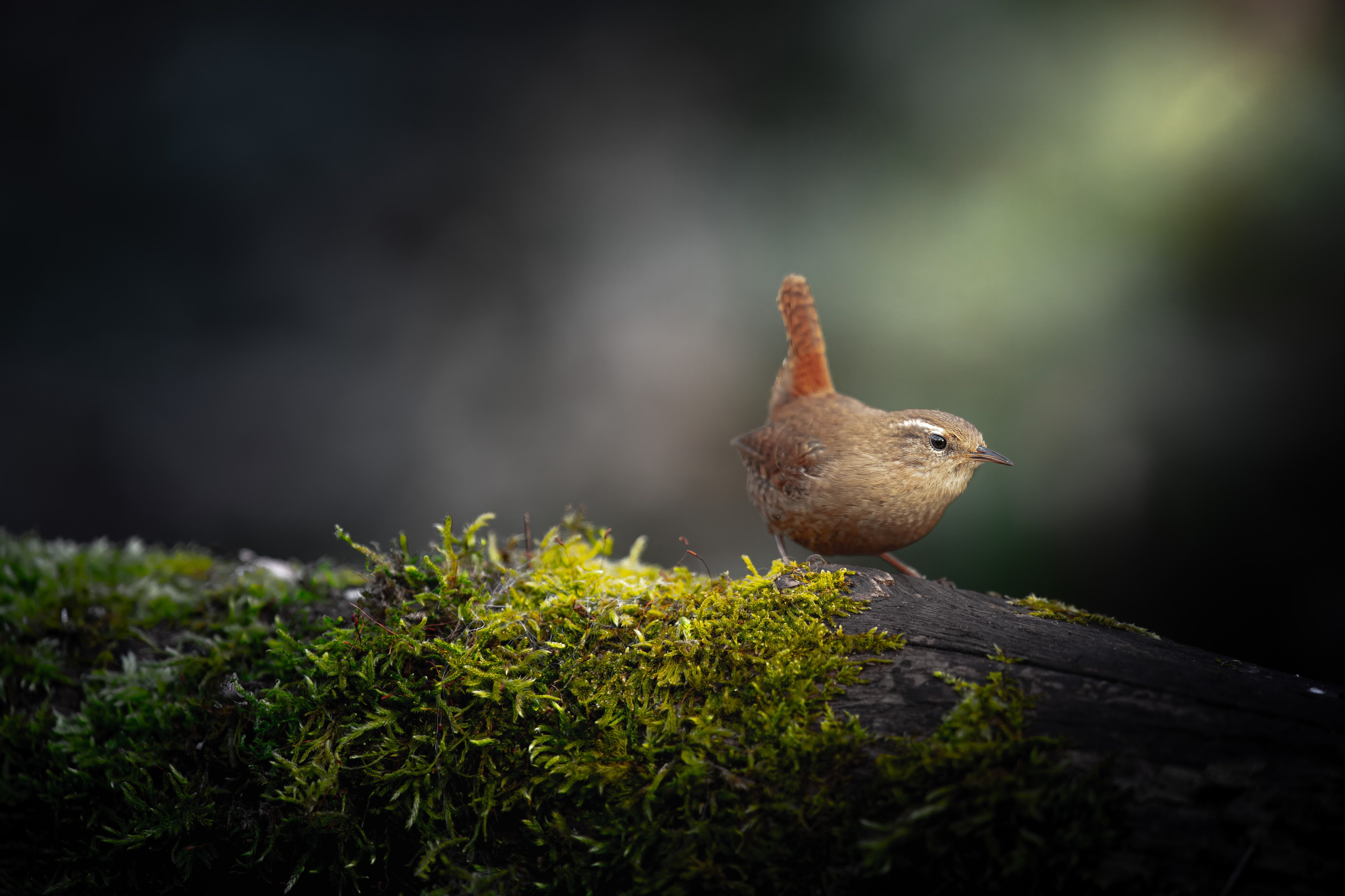 Wren Standing on Moss · Free Stock Photo