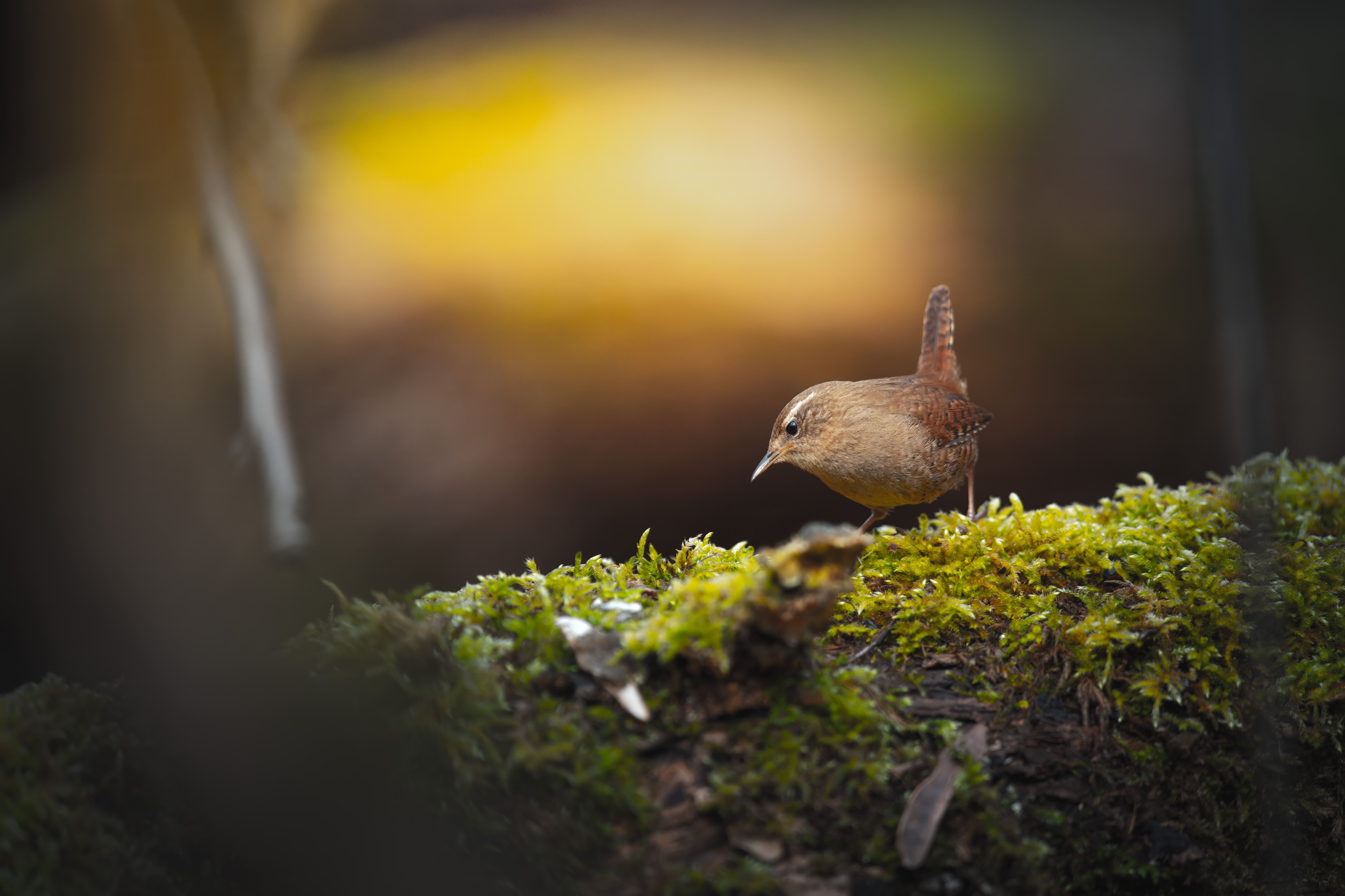Eurasian Wren on Moss · Free Stock Photo