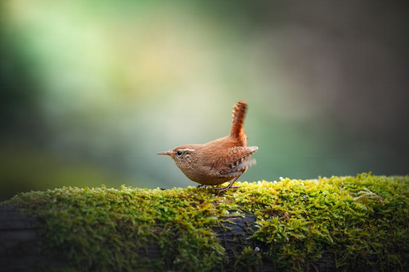 Log Footage Photos, Download The BEST Free Log Footage Stock Photos ...