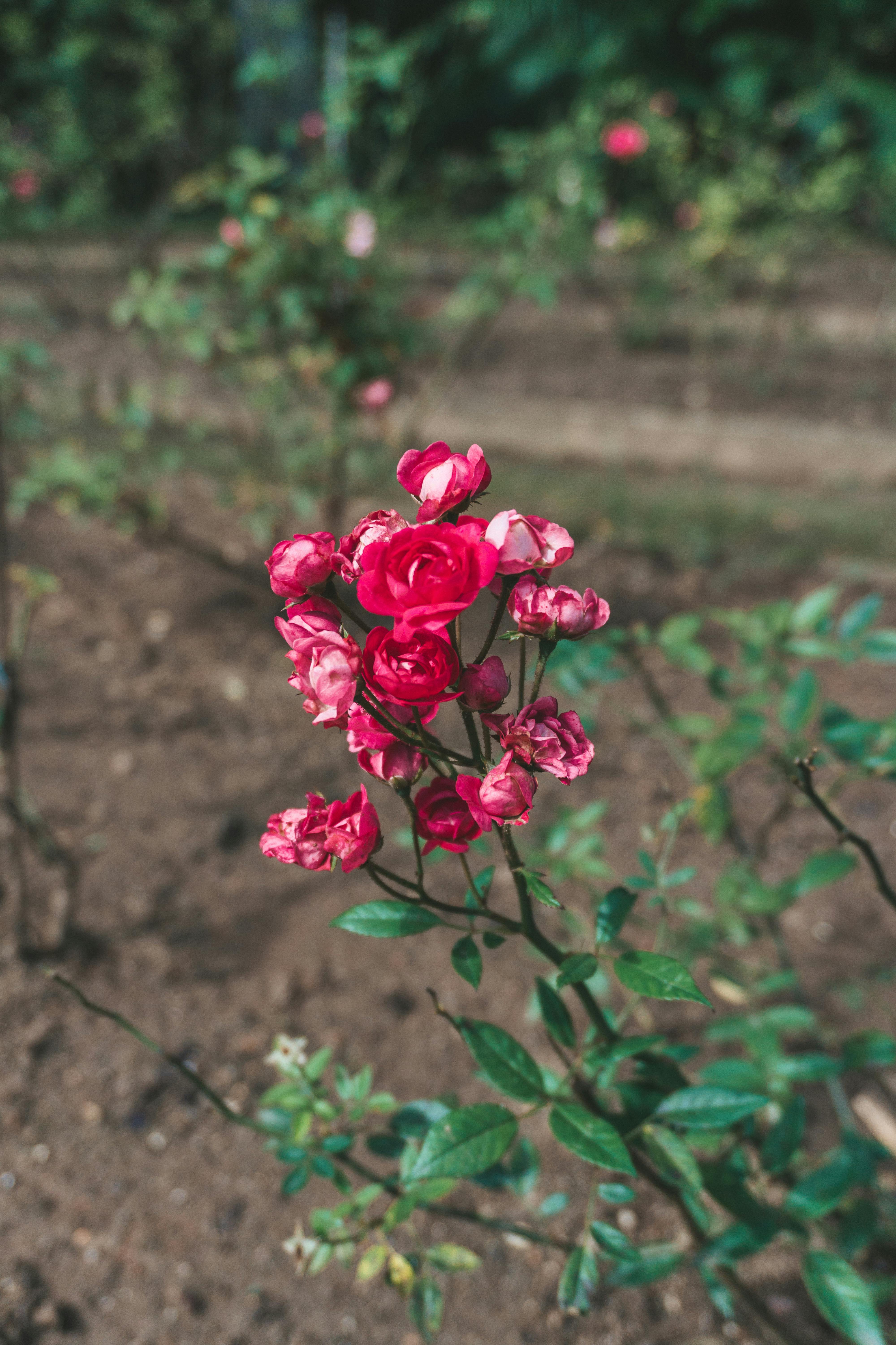 Shrub of Small Pink Roses Growing in Clusters · Free Stock Photo