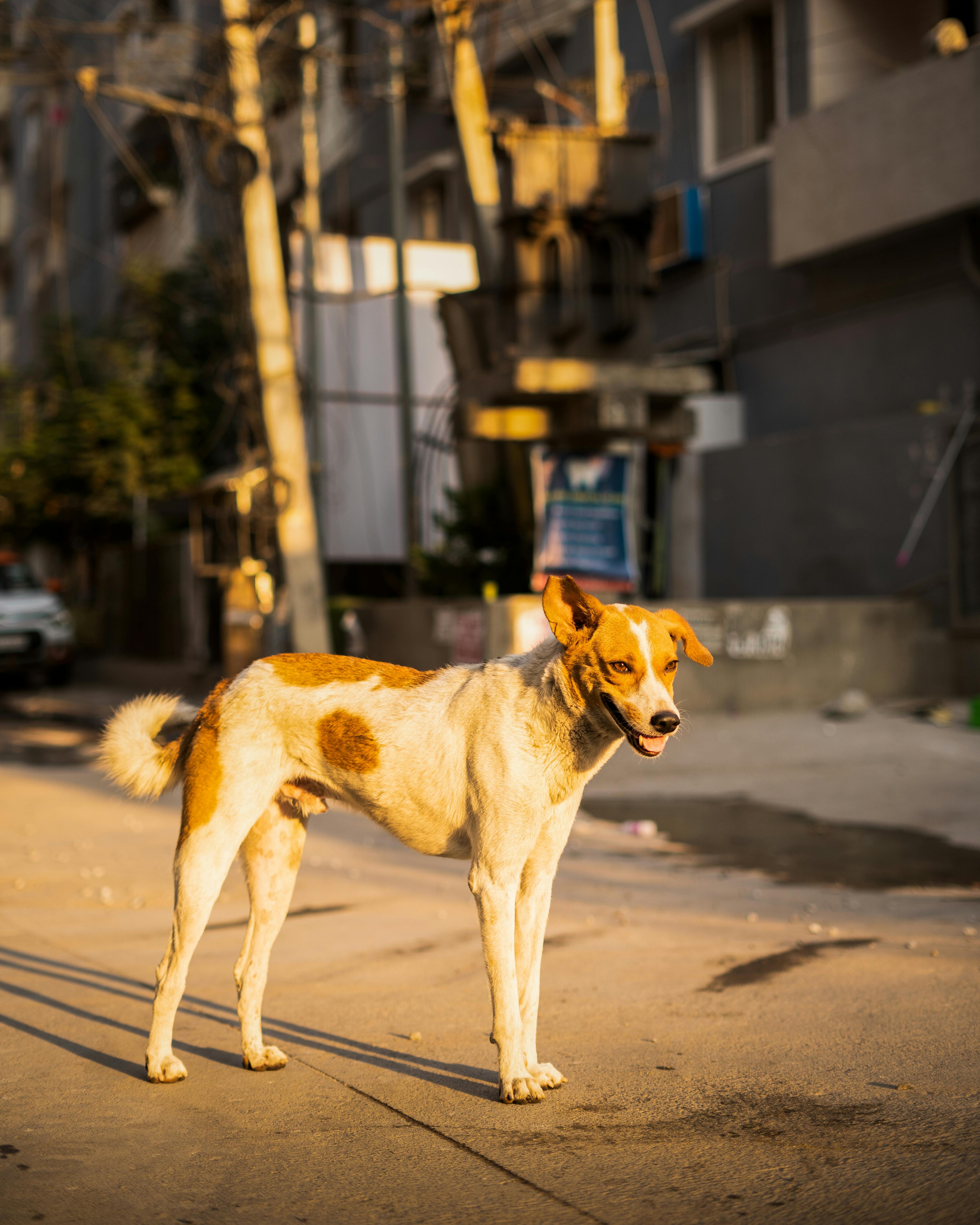 Mutt Standing on the Street · Free Stock Photo