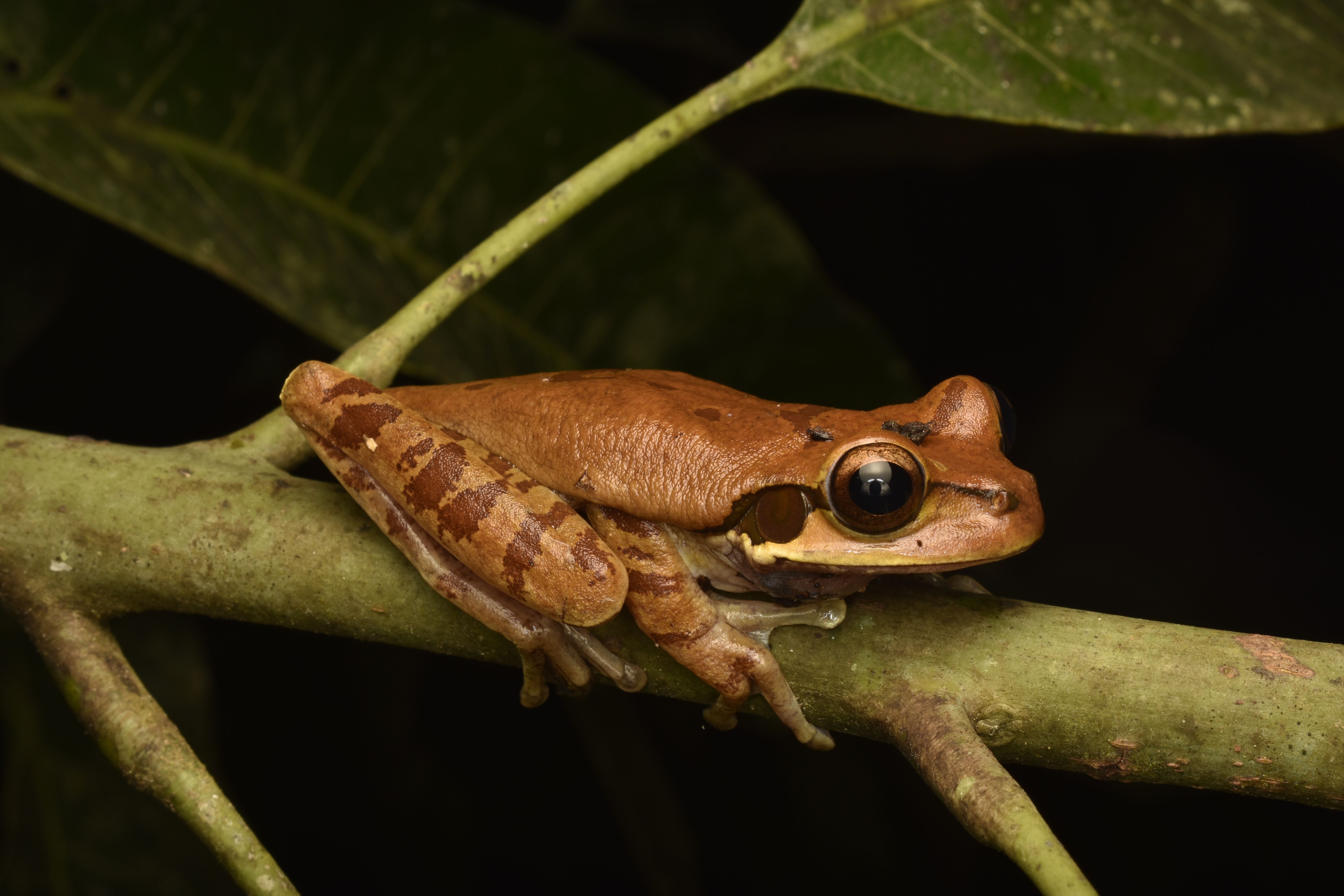 New Granada Cross-banded Tree Frog · Free Stock Photo