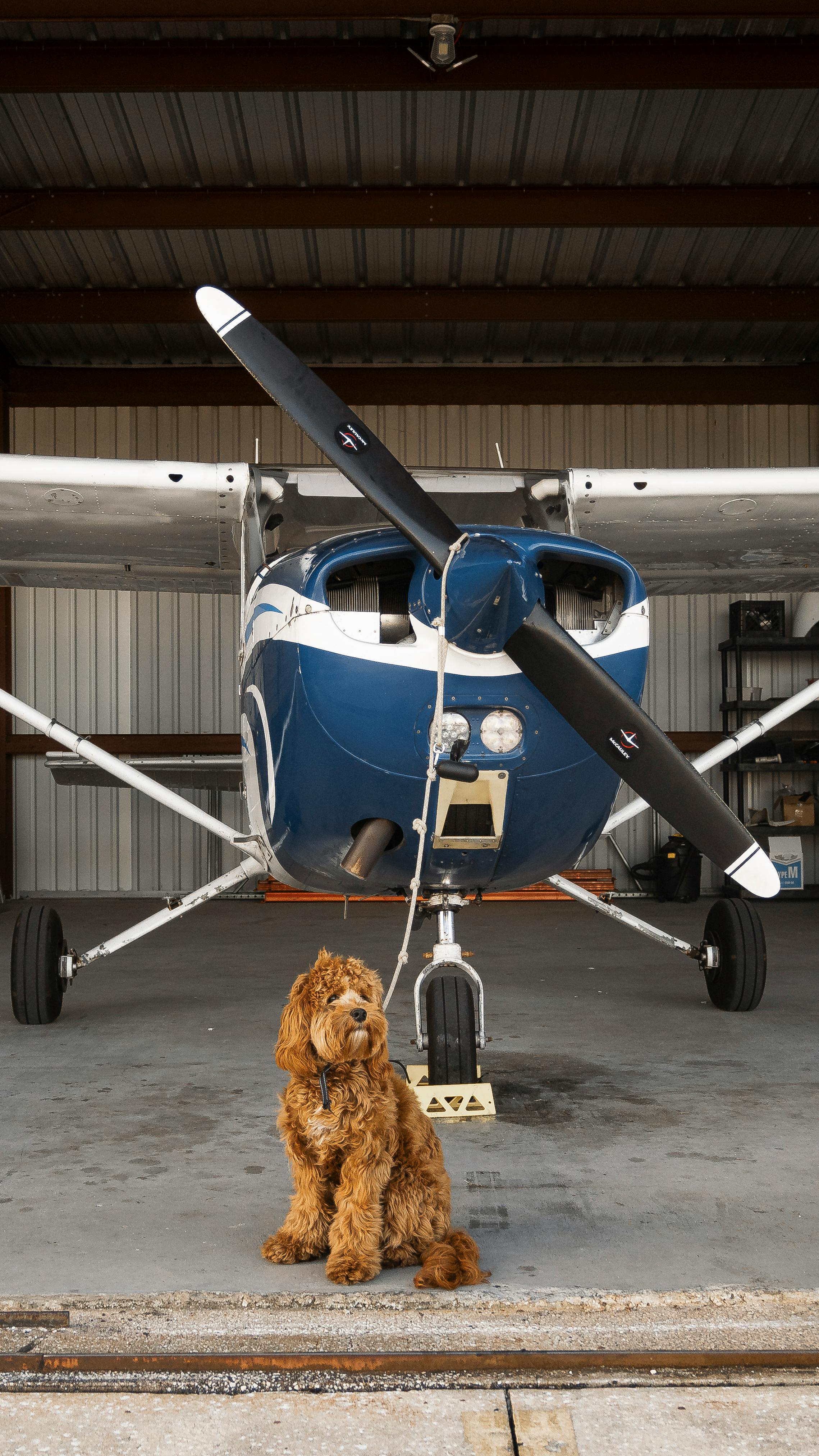 A Dog Sitting in Front of the Small Propeller Airplane in a Hangar ...
