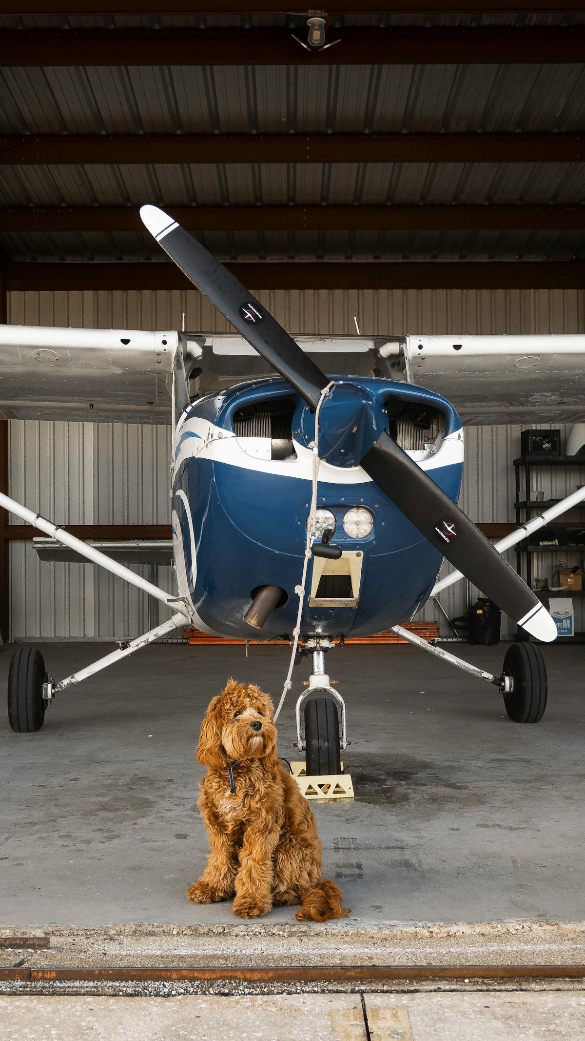 Dog In Airplane Photos, Download The BEST Free Dog In Airplane Stock ...