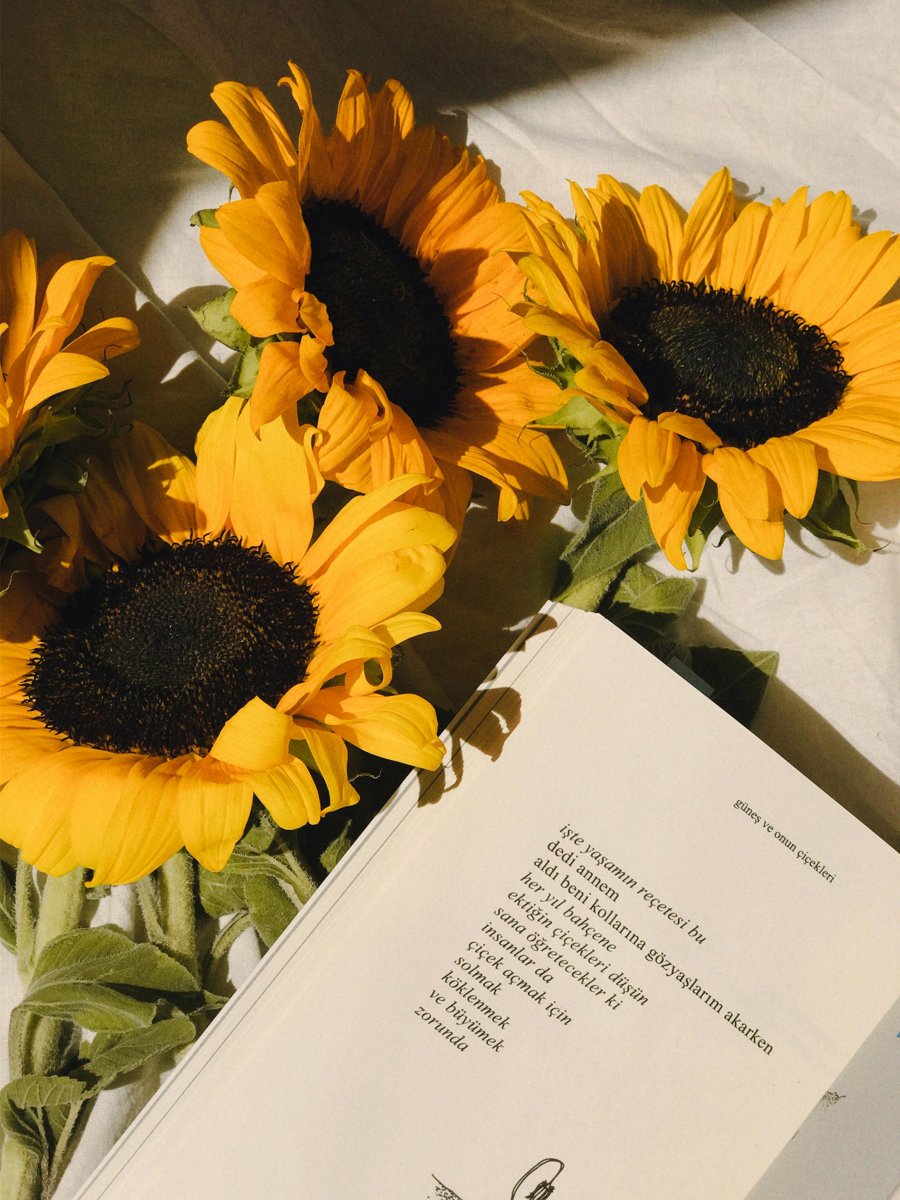 Foto de stock gratuita sobre amante de libros, amante del poeta ...