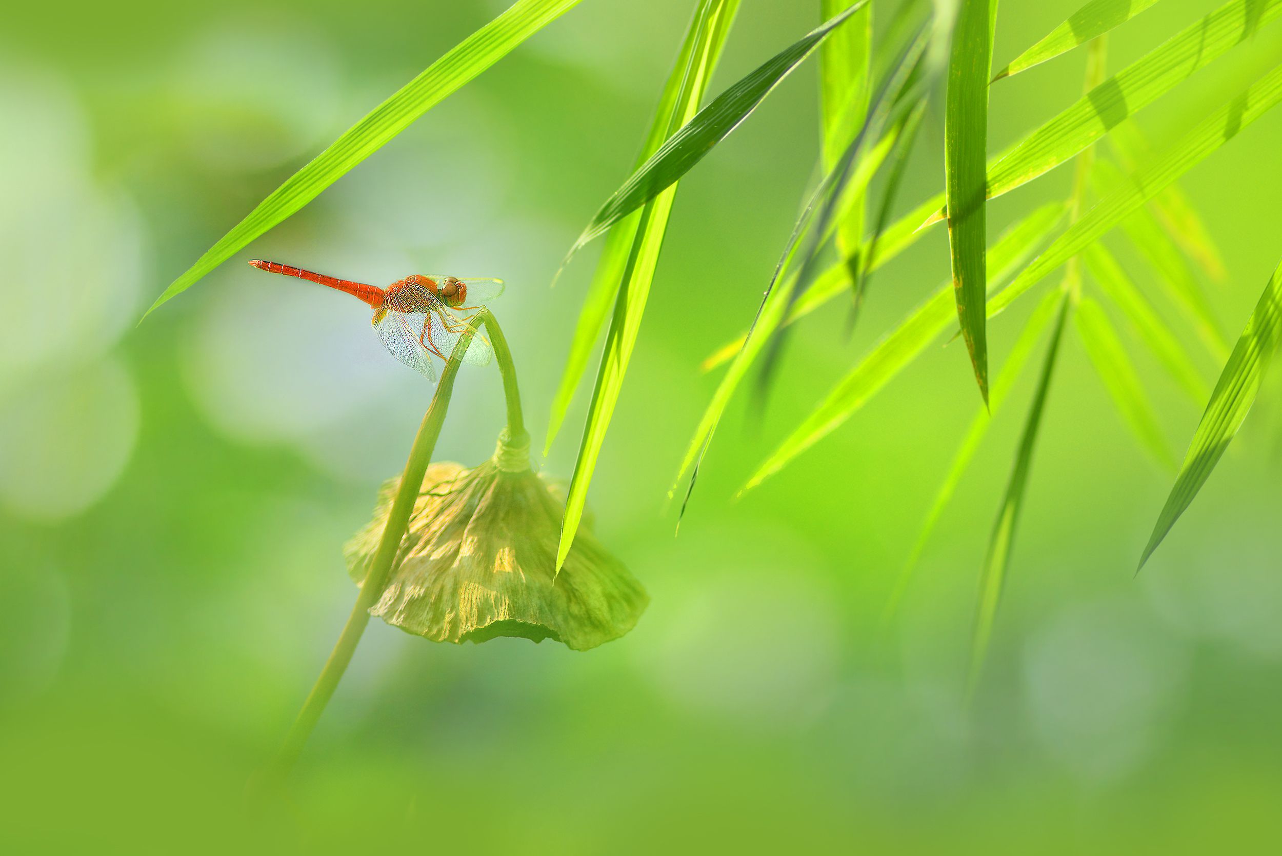 SAM LIM - Photography