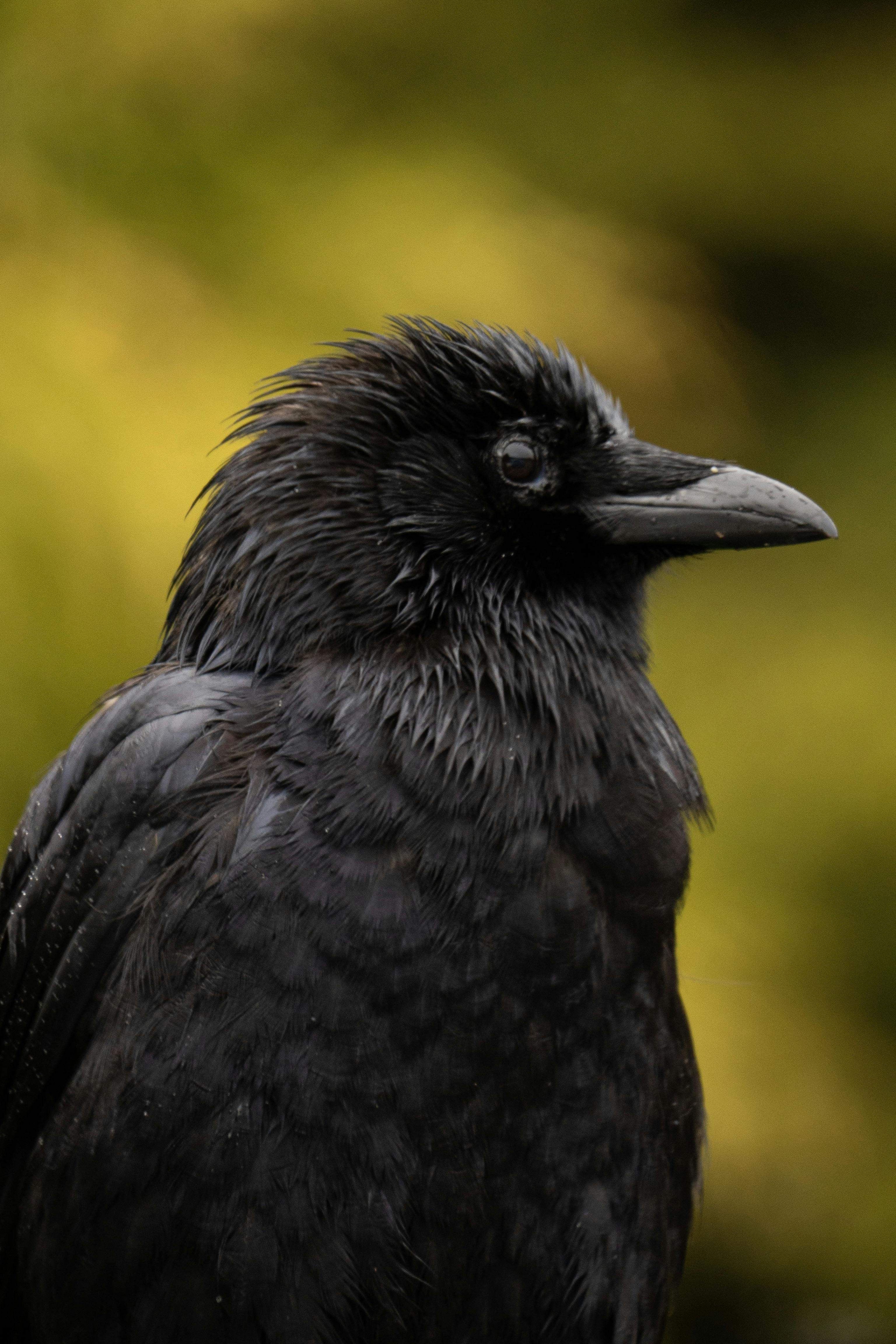 Extreme Close-up of a Black Crow · Free Stock Photo