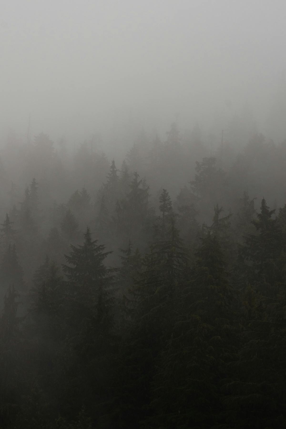 Gray Woodland Fog Photos, Download The BEST Free Gray Woodland Fog ...
