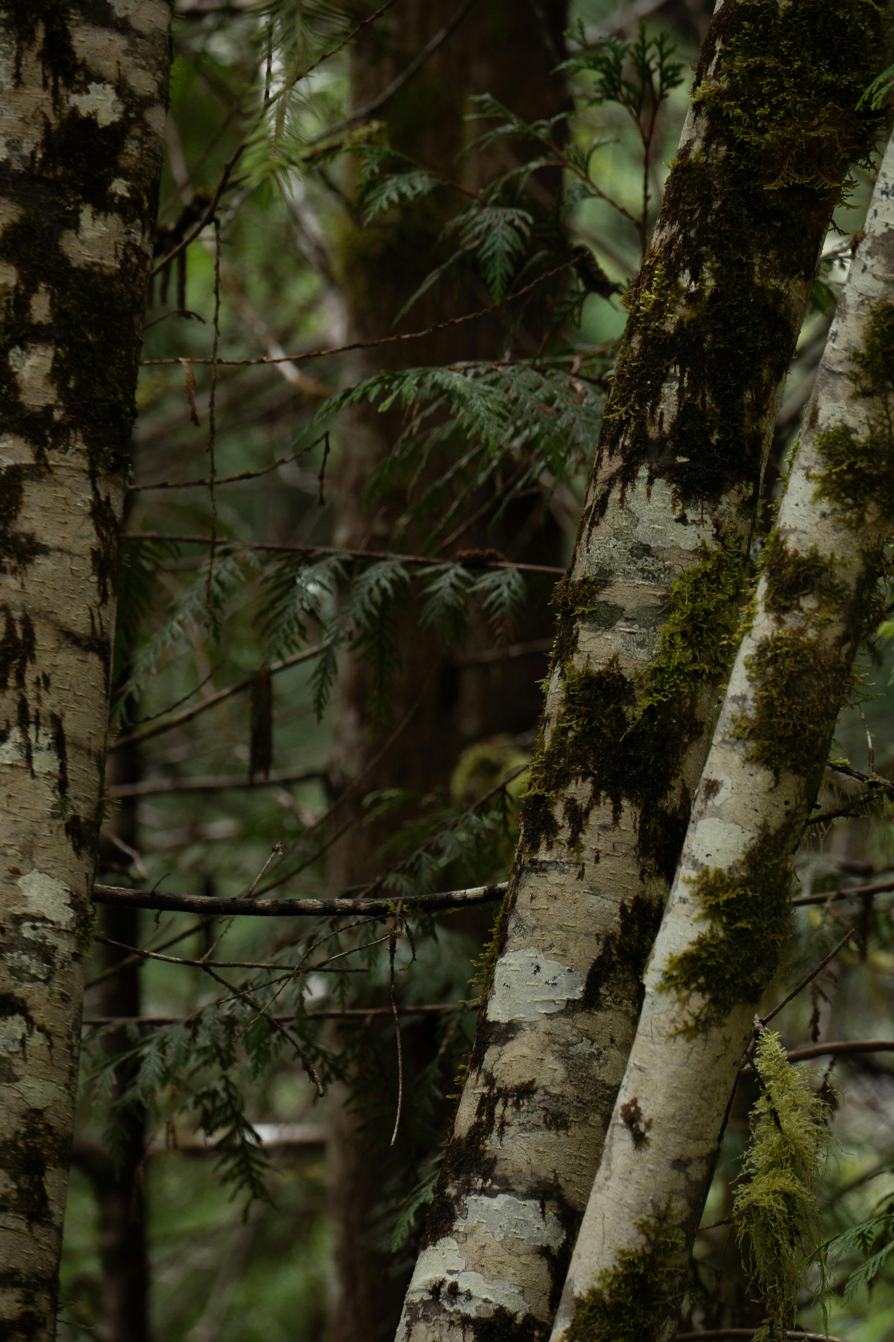 moody trees wallpaper · Free Stock Photo