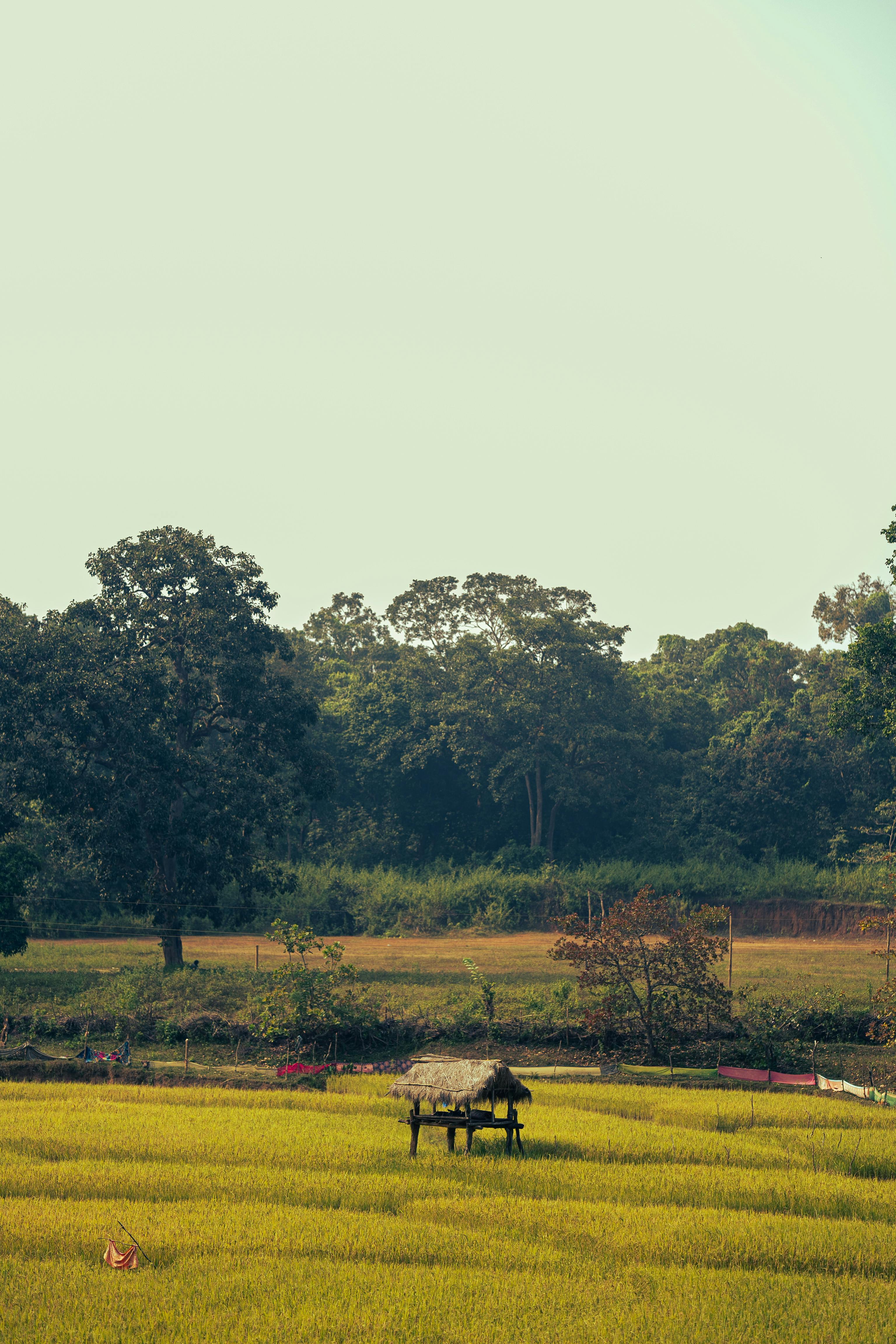 View of a Cropland and Green Trees · Free Stock Photo