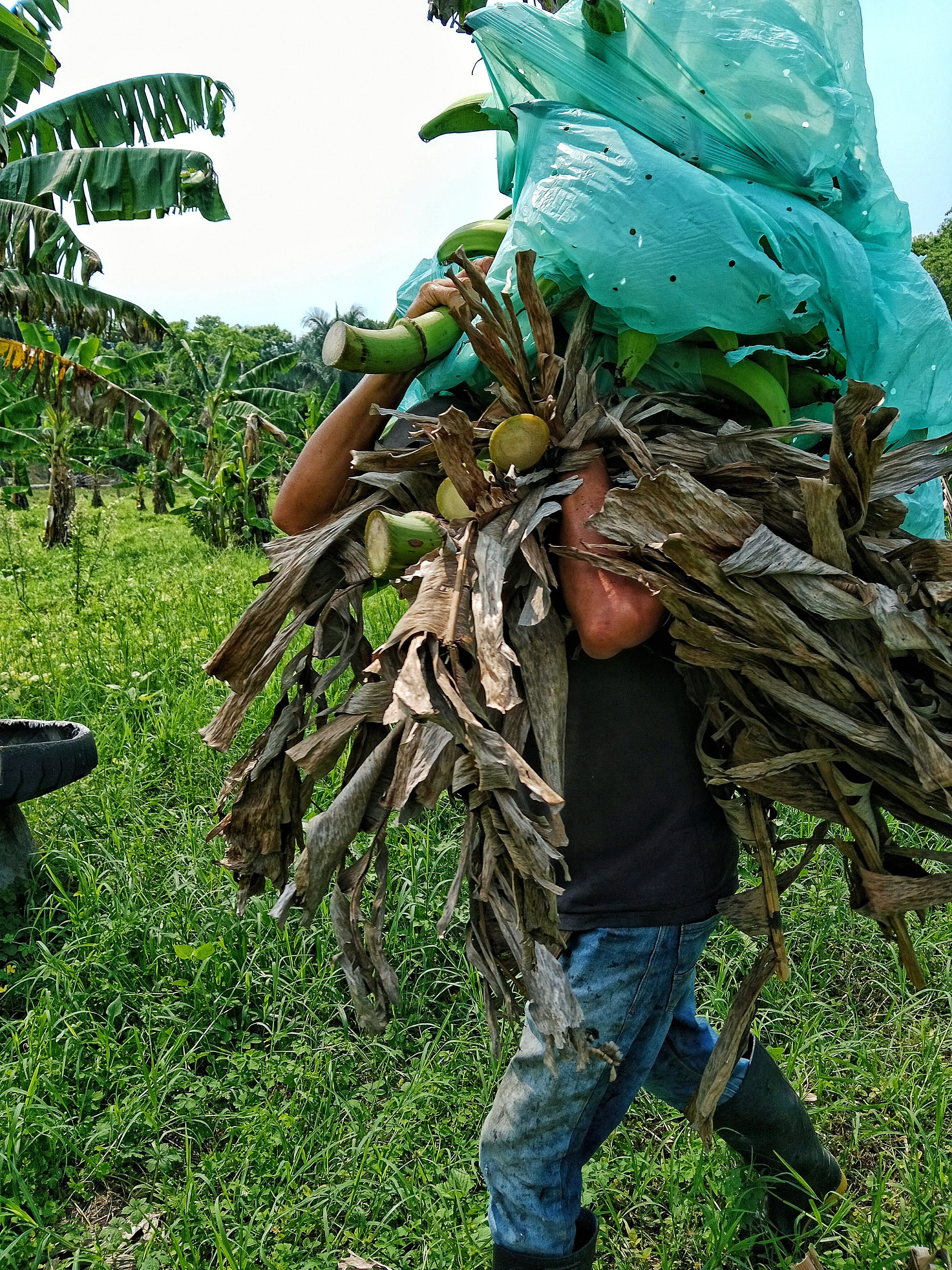 Man Carrying Branches in Orchard · Free Stock Photo