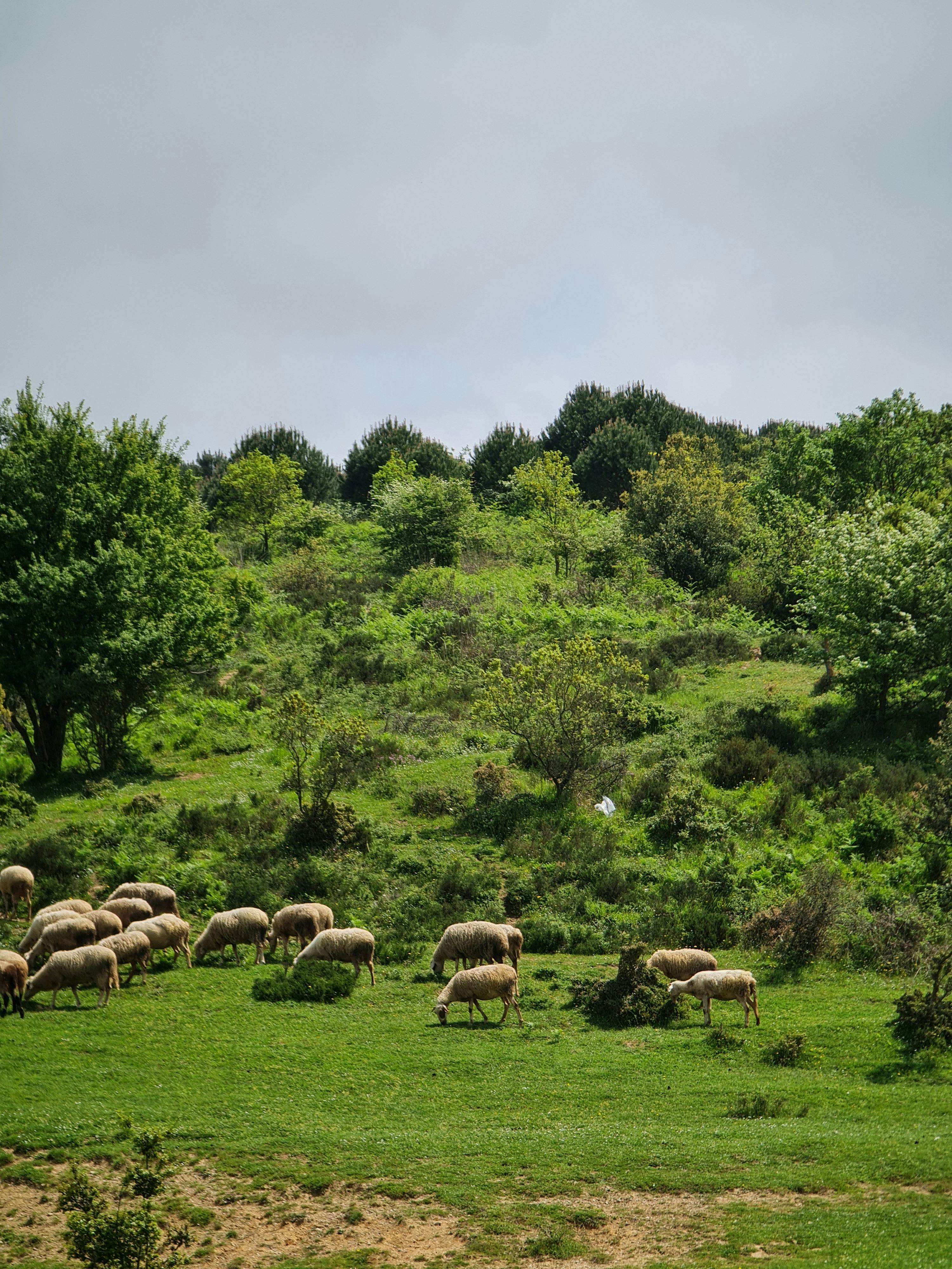 Sunday Farm Photos, Download The BEST Free Sunday Farm Stock Photos ...