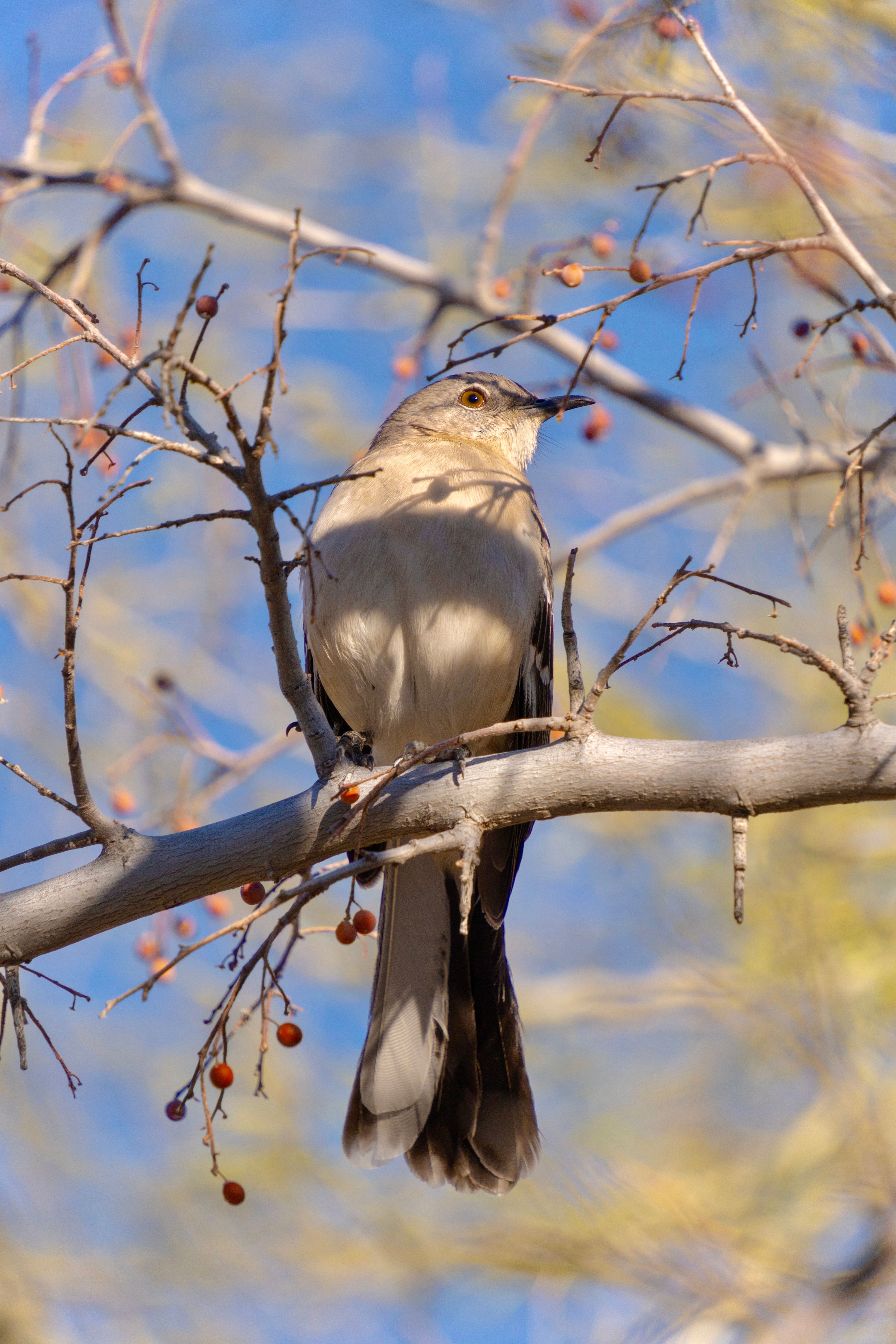 Mockingbird amongst Berries · Free Stock Photo